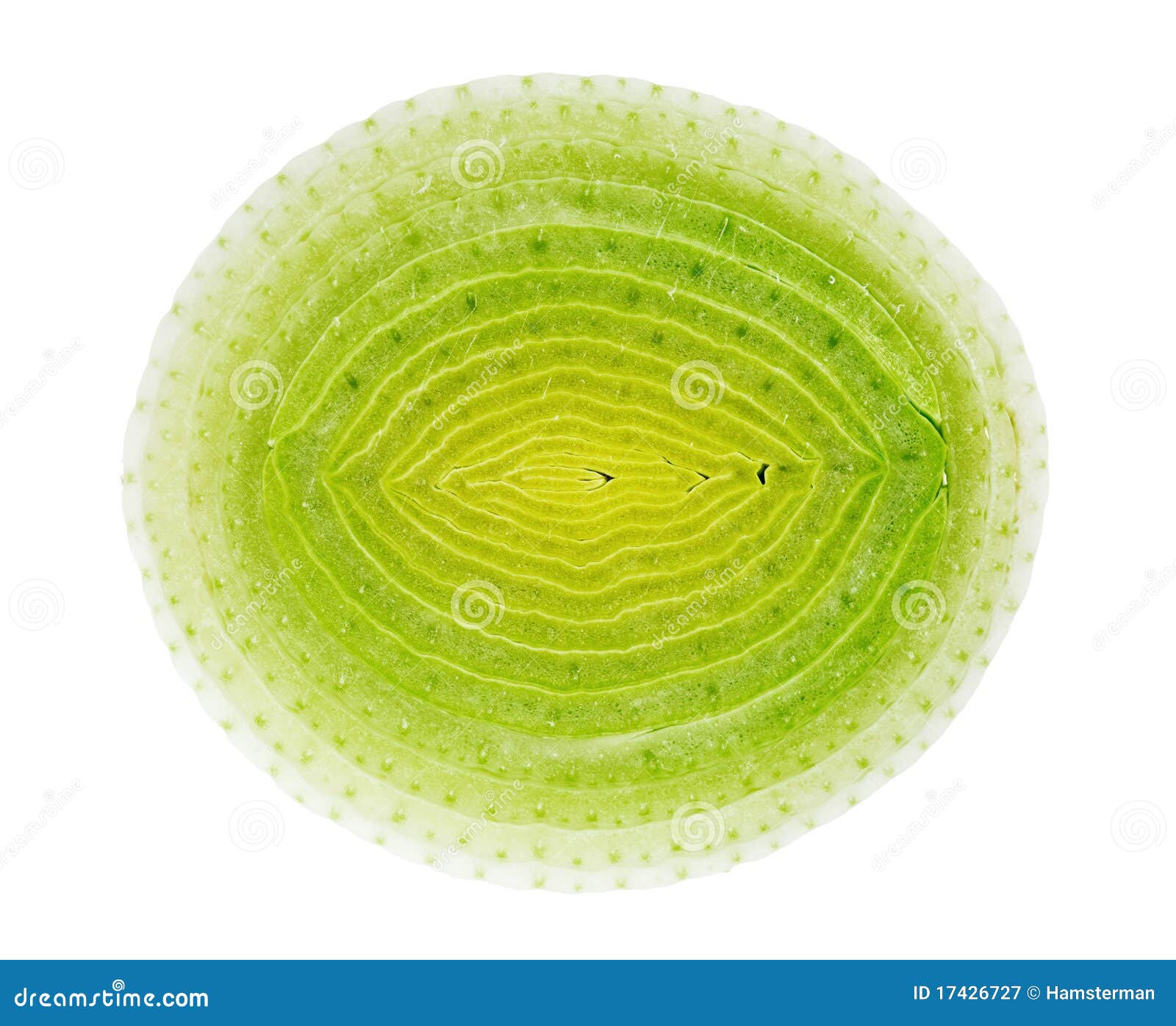 Circle Cross-section of Green Leek Stock Image - Image of agriculture ...