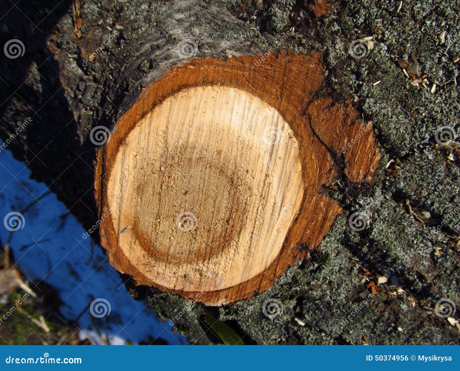 Circle cut stock photo. Image of structure, forest, woodcraft - 50374956