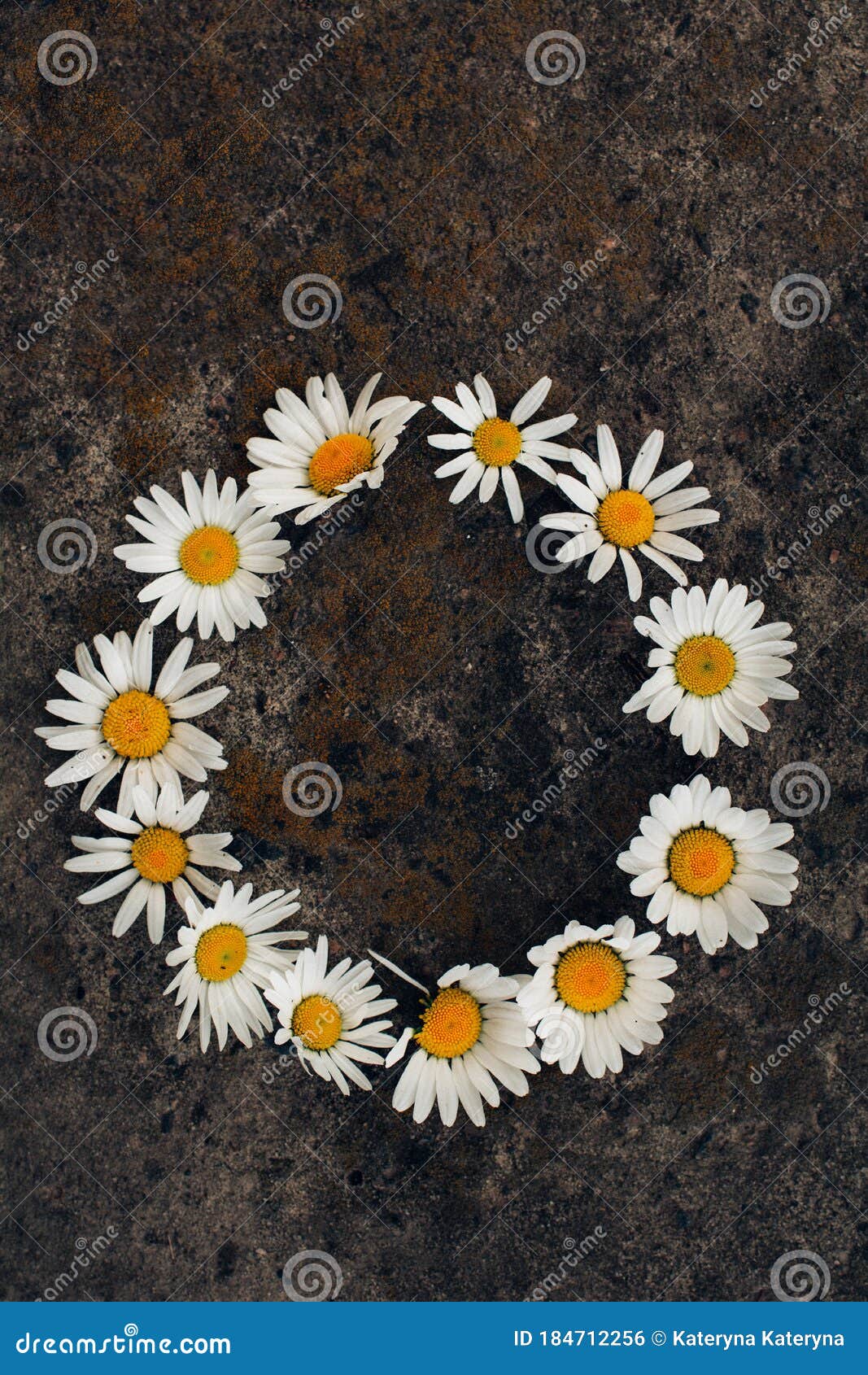 Circle Frame Created from White Daisies on a Background of Gray Stones ...