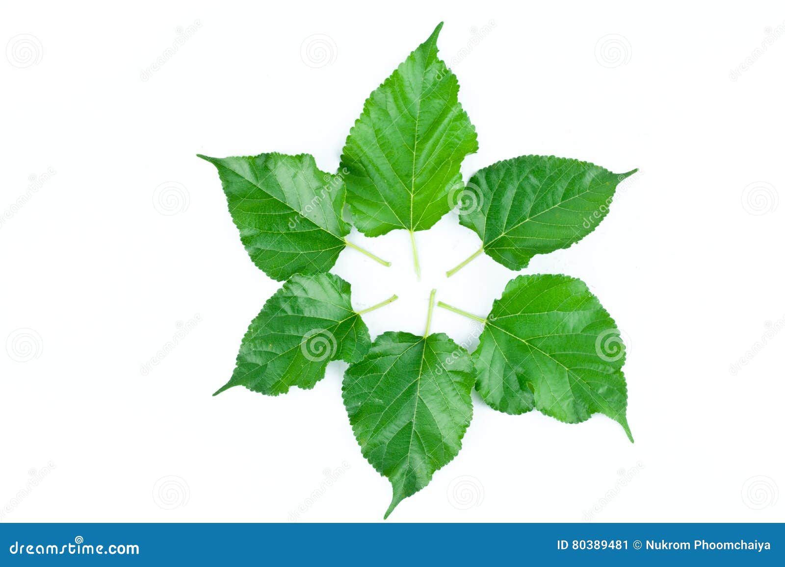 Circle Frame Leaves of Mulberry Tree on White Background Leaf Nature ...