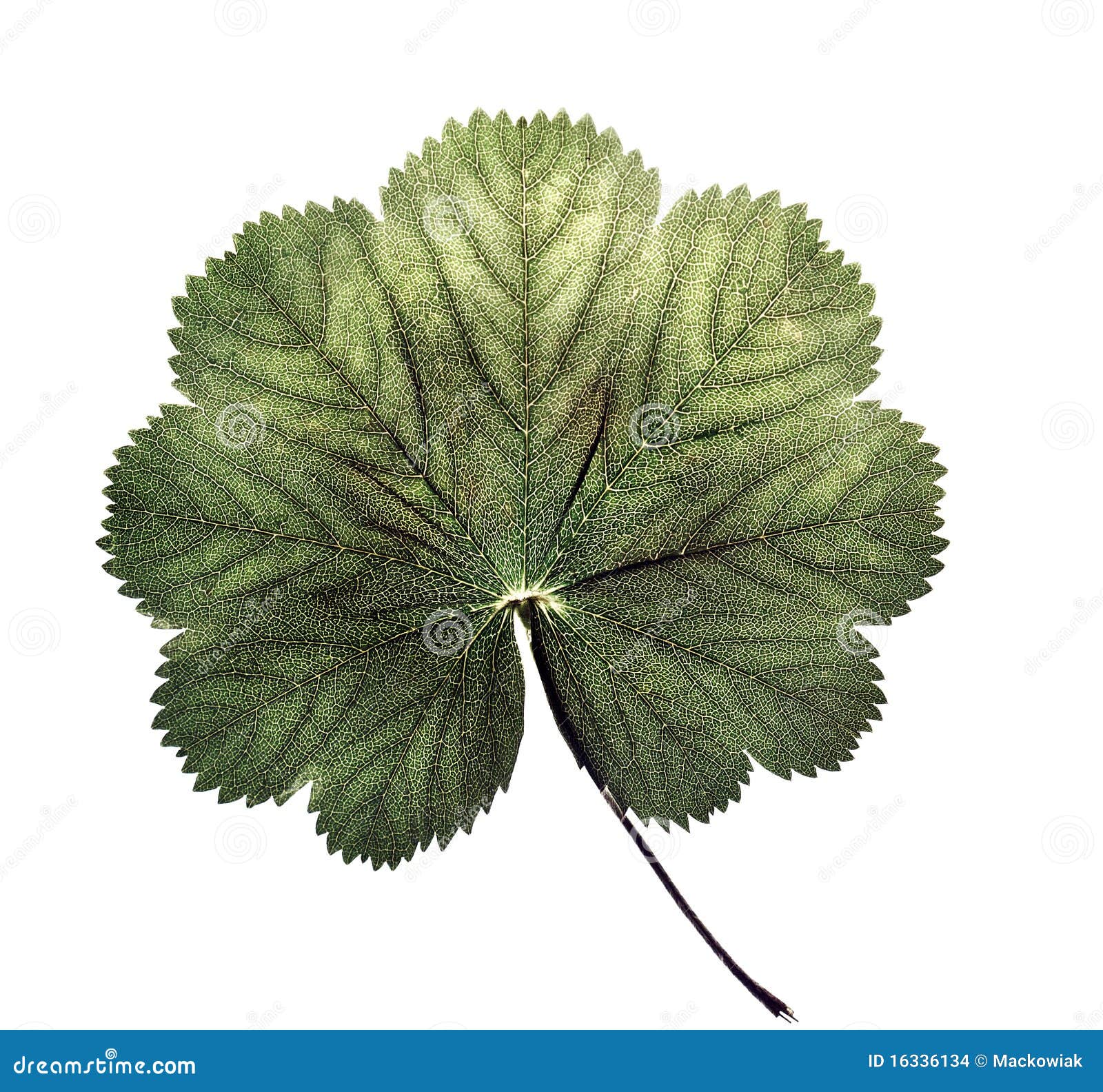Circle leaf stock photo. Image of outdoors, freshness - 16336134