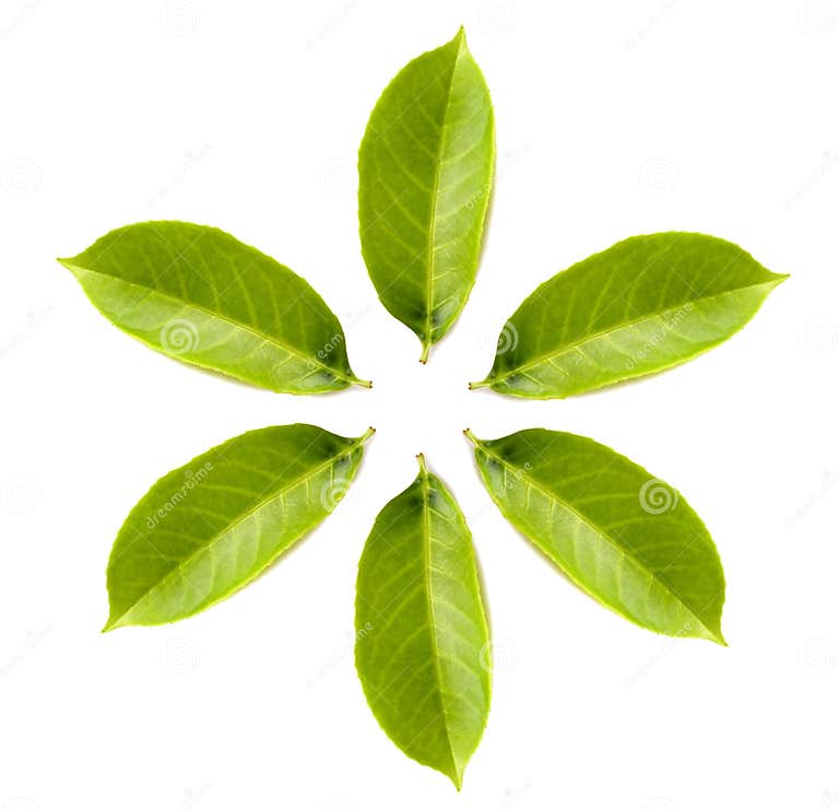 Circle of leafs stock photo. Image of closeup, green, clover - 2568468