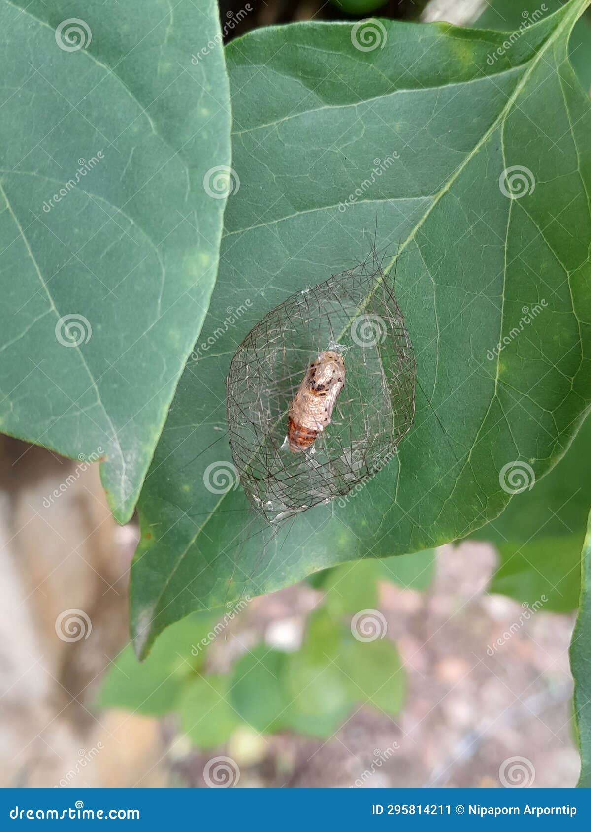 Circle of life stock image. Image of nature, natural - 295814211