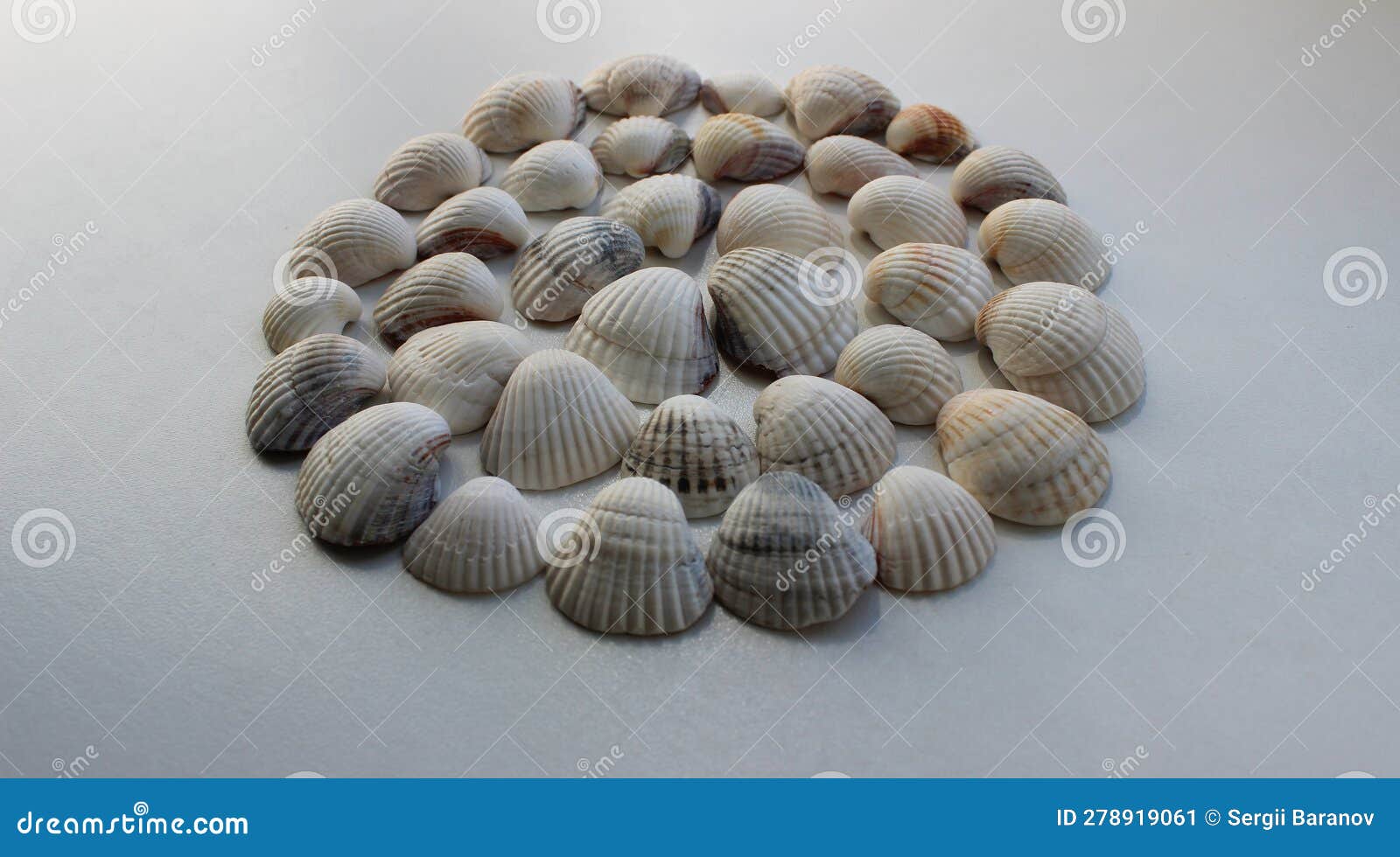 Circle Made of Half Sea Shells Isolated on White Angle View Stock Image ...