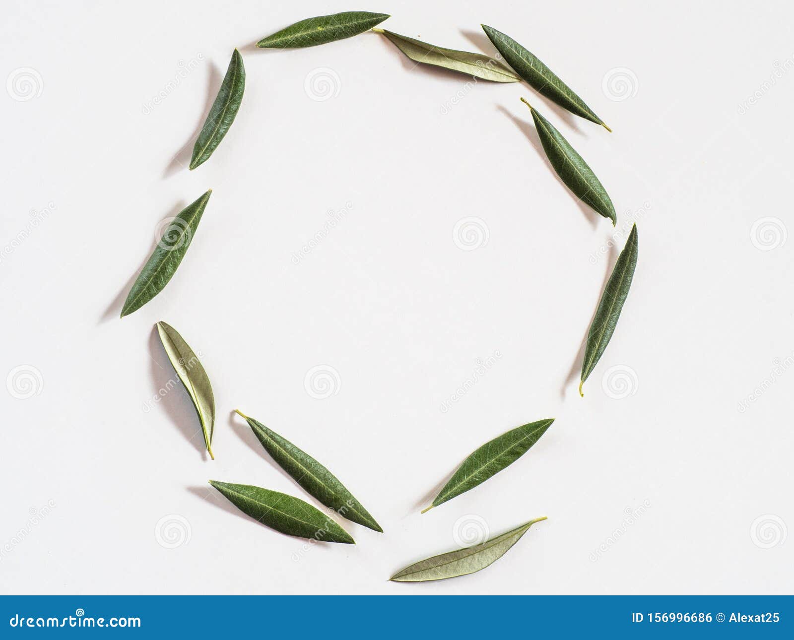 Circle of Olive Leaves Tree on White with Copy Space Stock Photo ...