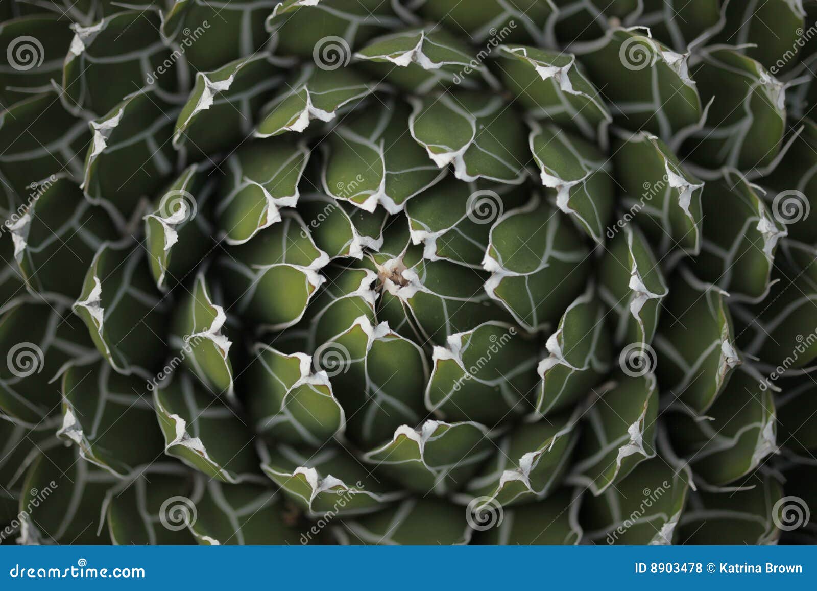 Circle Pattern Center of a Succulent Cactus Stock Photo - Image of ...