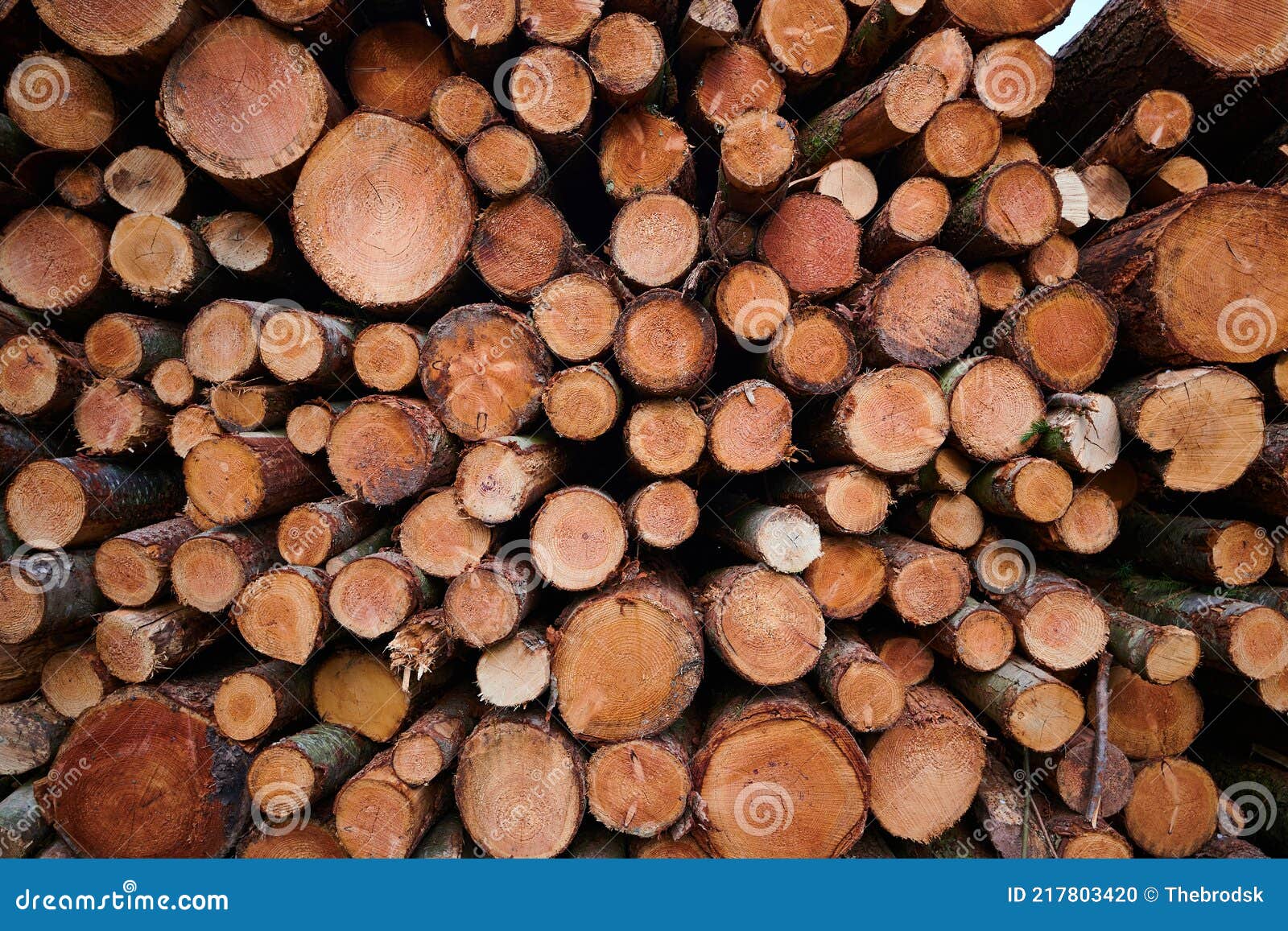 Circle Patterns of Cut Tree Trunks Stock Photo - Image of arborist ...