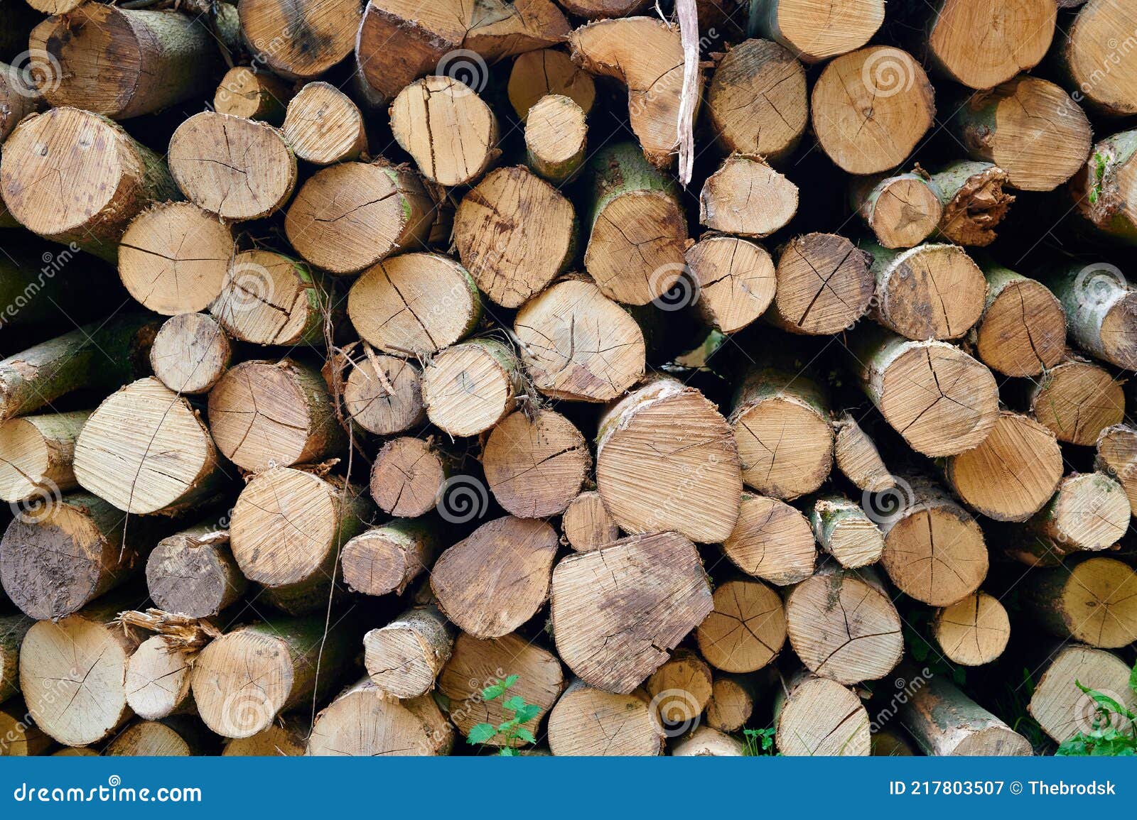 Circle Patterns of Cut Tree Trunks Stock Image - Image of pattern ...
