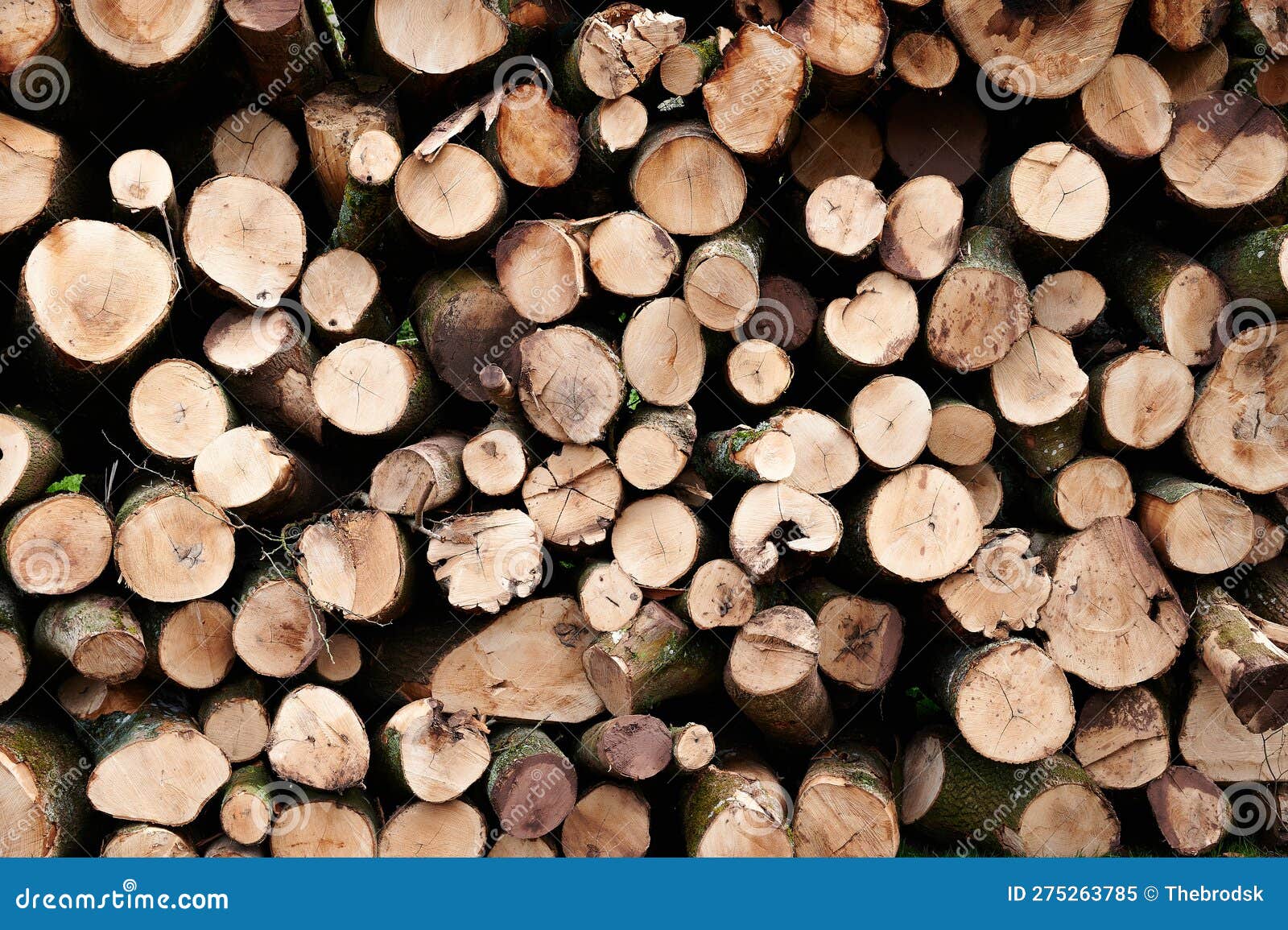 Circle Patterns of Cut Tree Trunks Stock Image - Image of pattern ...