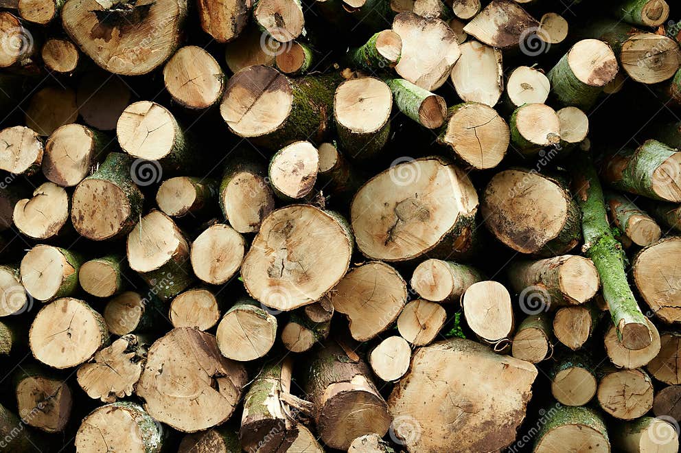 Circle Patterns of Cut Tree Trunks Stock Photo - Image of yellow ...