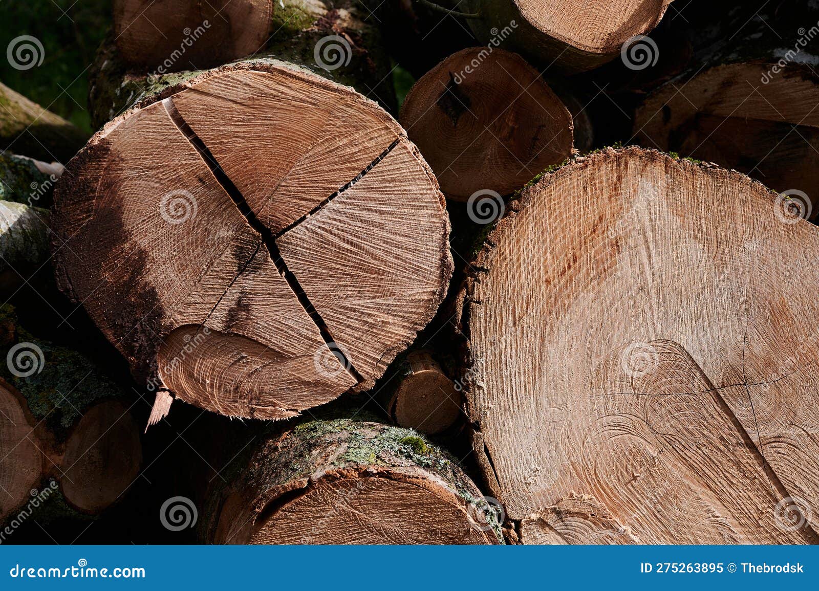 Circle Patterns of Cut Tree Trunks Stock Image - Image of lumberstack ...