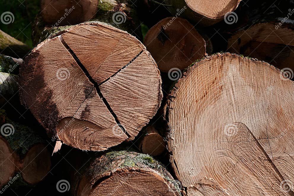 Circle Patterns of Cut Tree Trunks Stock Image - Image of lumberstack ...
