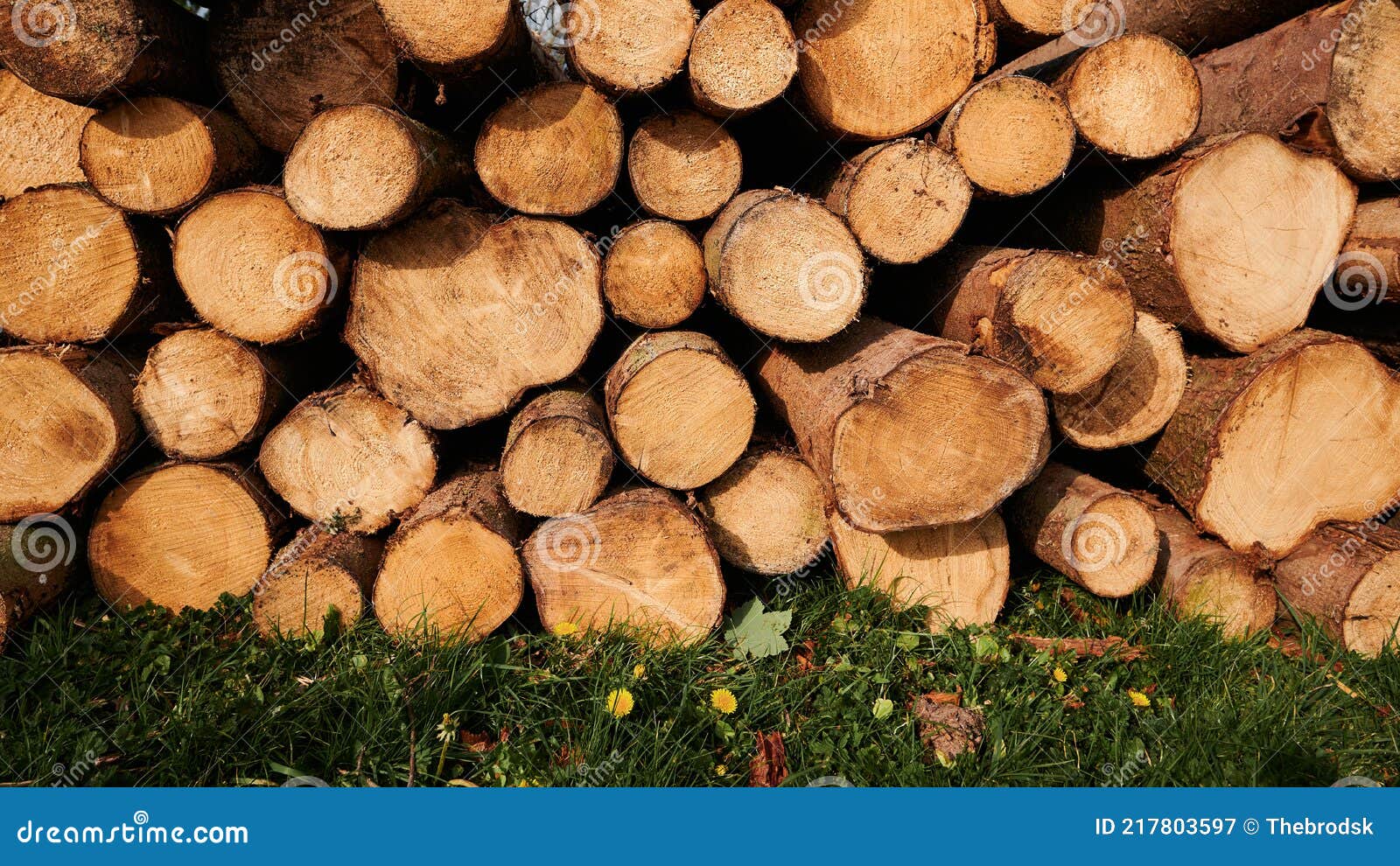 Circle Patterns of Cut Tree Trunks on Grass Stock Image - Image of ...