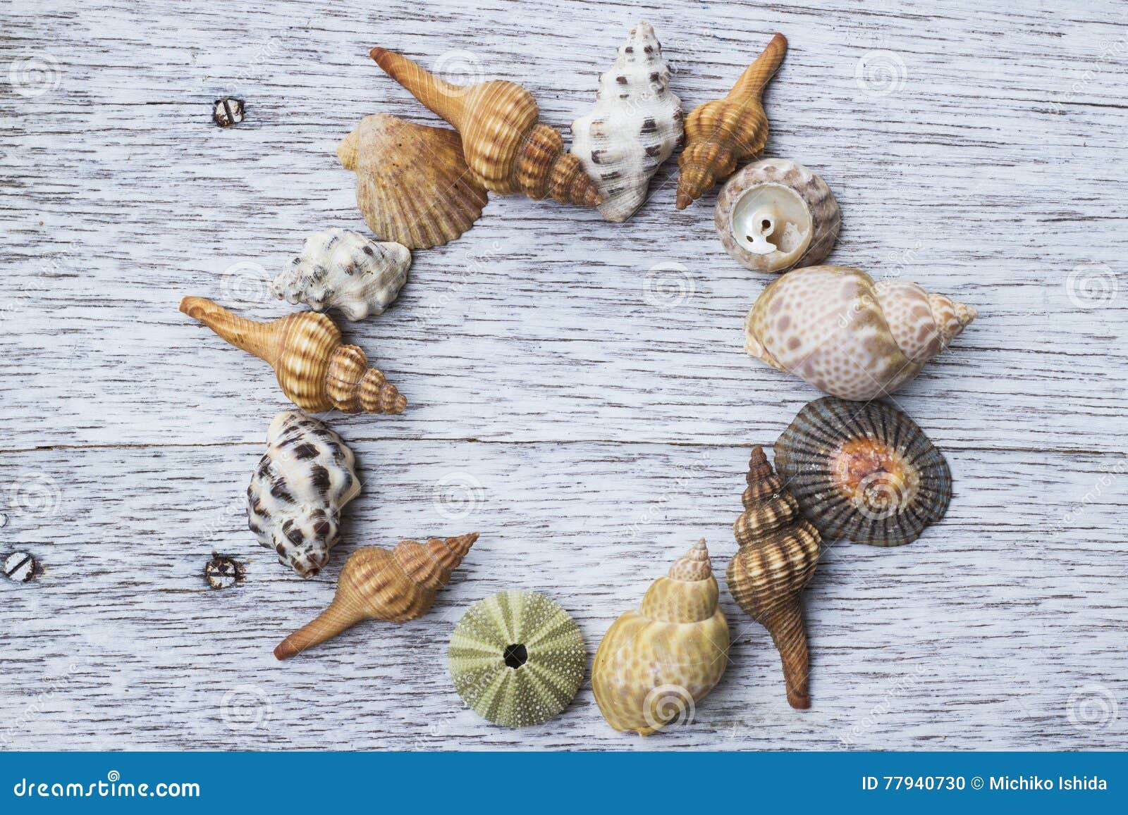 Circle seashell frame stock photo. Image of black, circle - 77940730