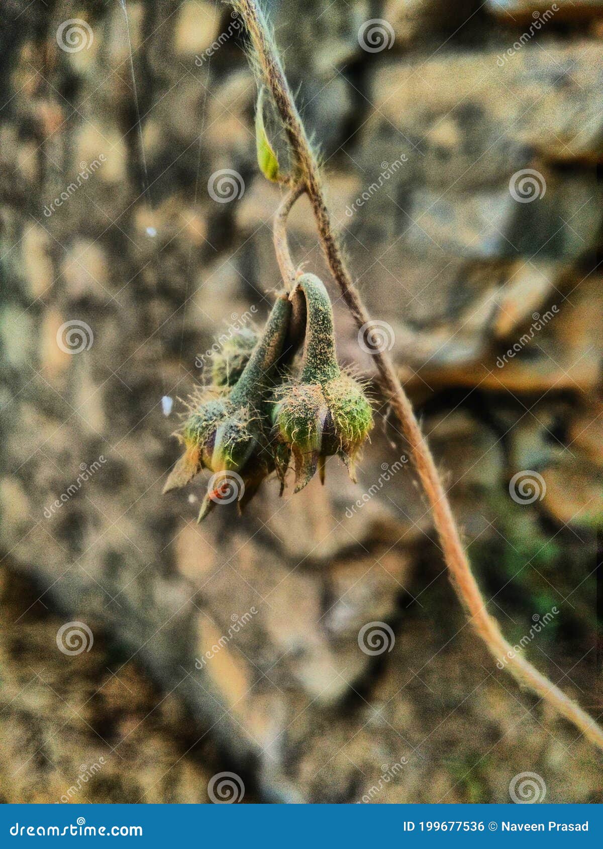 Circle of the seed. stock photo. Image of circle, flower - 199677536