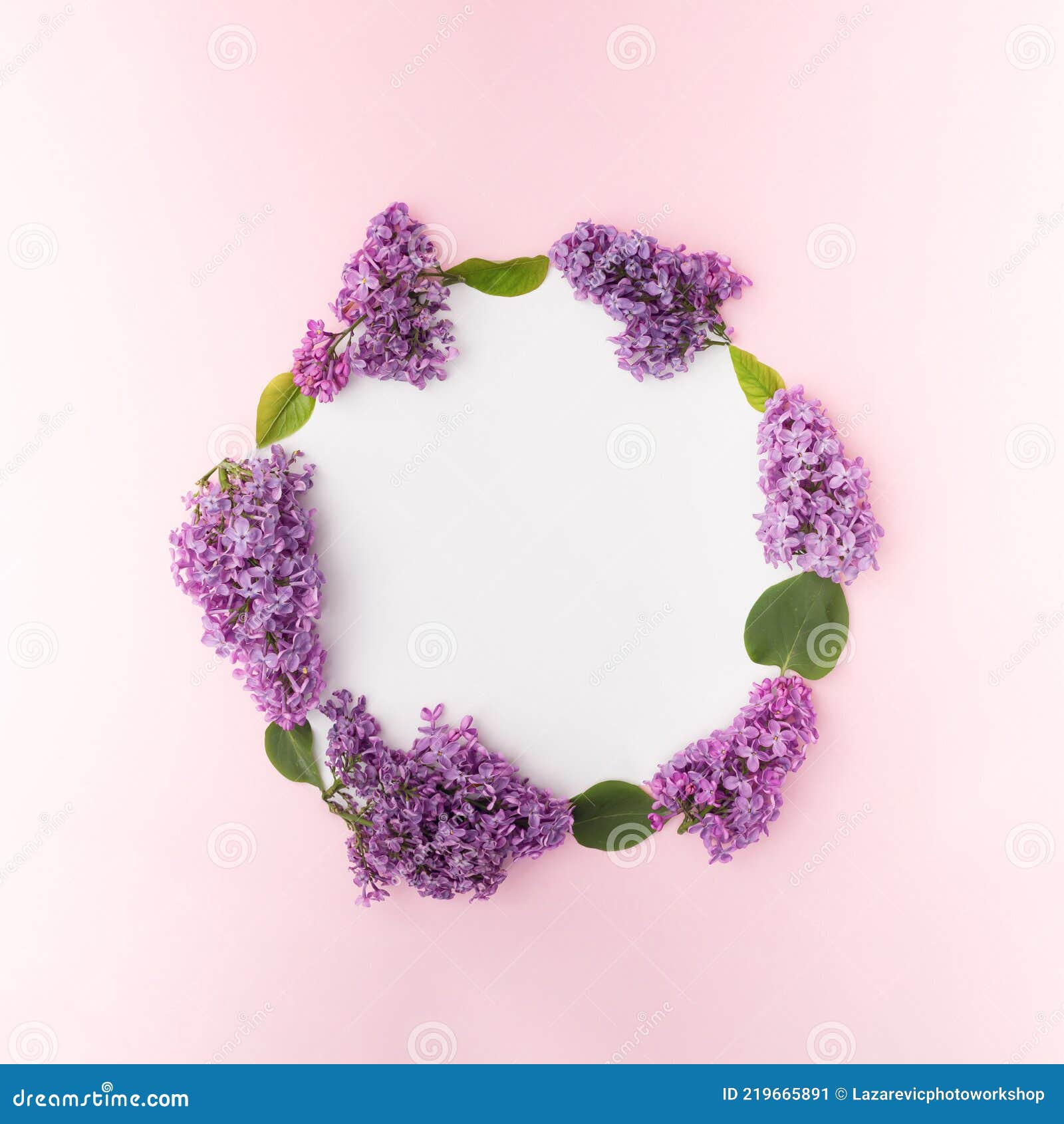 Circle Shape Lilac with Leaves on Pink and White Background. Copy Space ...