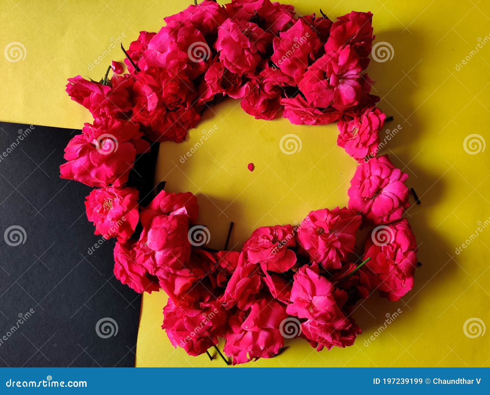 Circle Shaped Beautiful Pink Roses. Royalty-Free Stock Photography ...