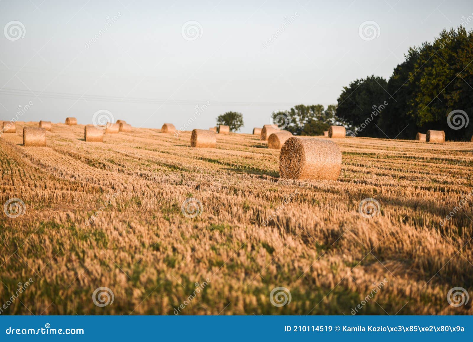 Circle Shaped Straw in the Field during Sunset Stock Image - Image of ...