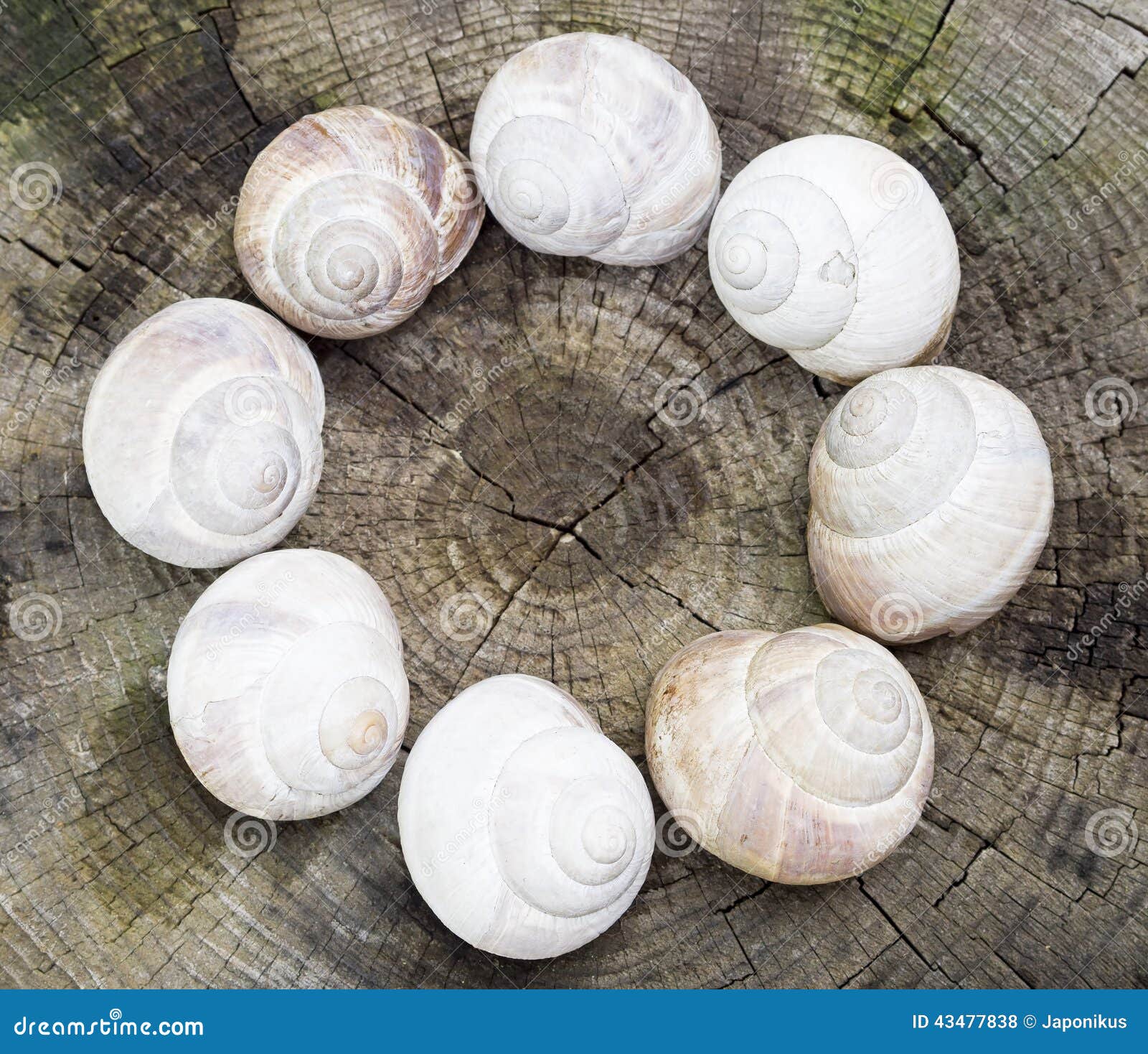 Circle of Snail Shells (with Copy Space) Stock Photo - Image of natural ...