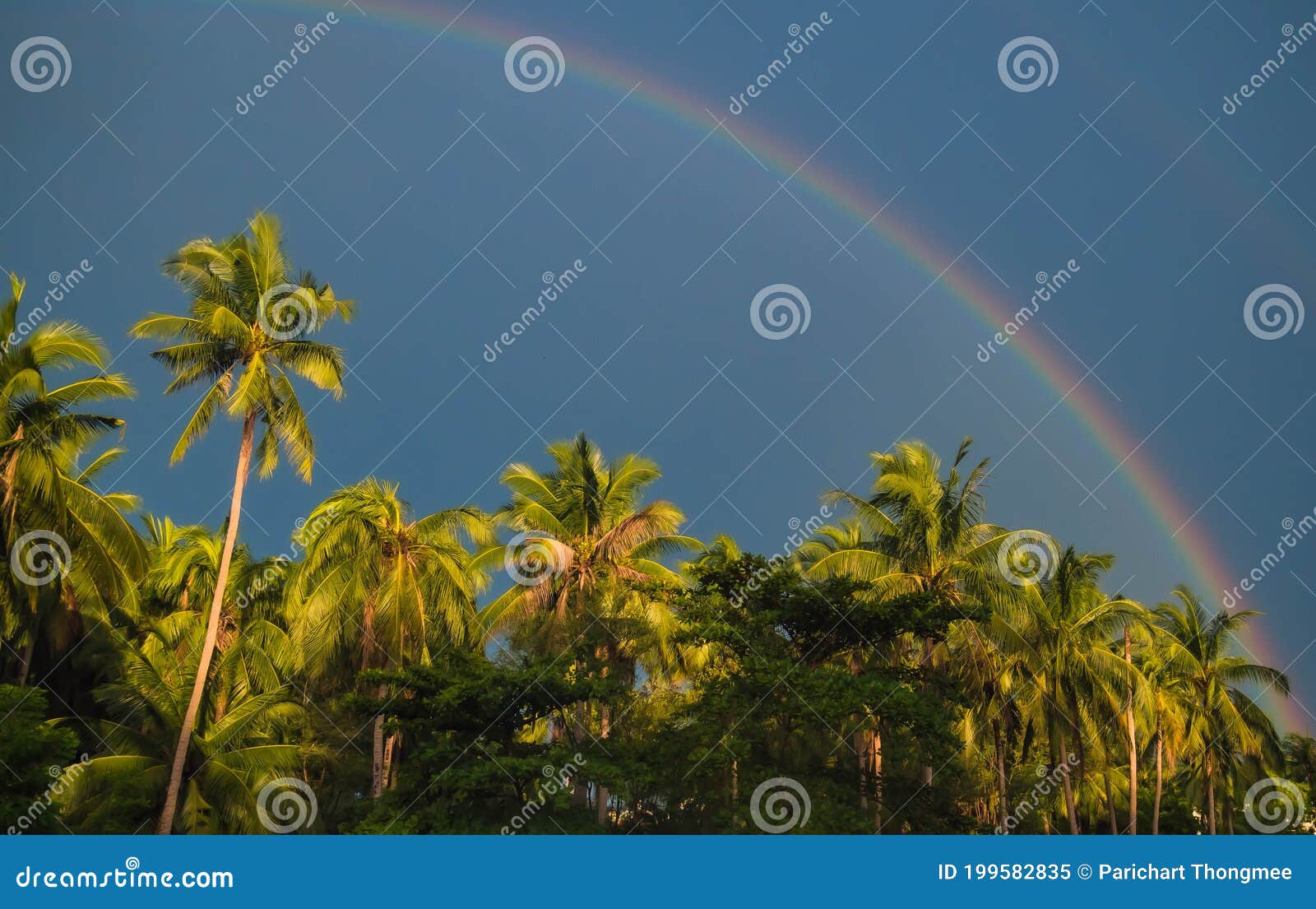 Circle Spectrum Rainbow on the Blue Sky after Rain Over the Palm Trees ...