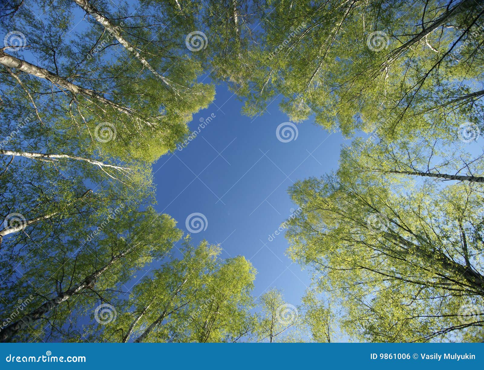 Circle of Spring Birches Crowns Stock Photo - Image of openair ...