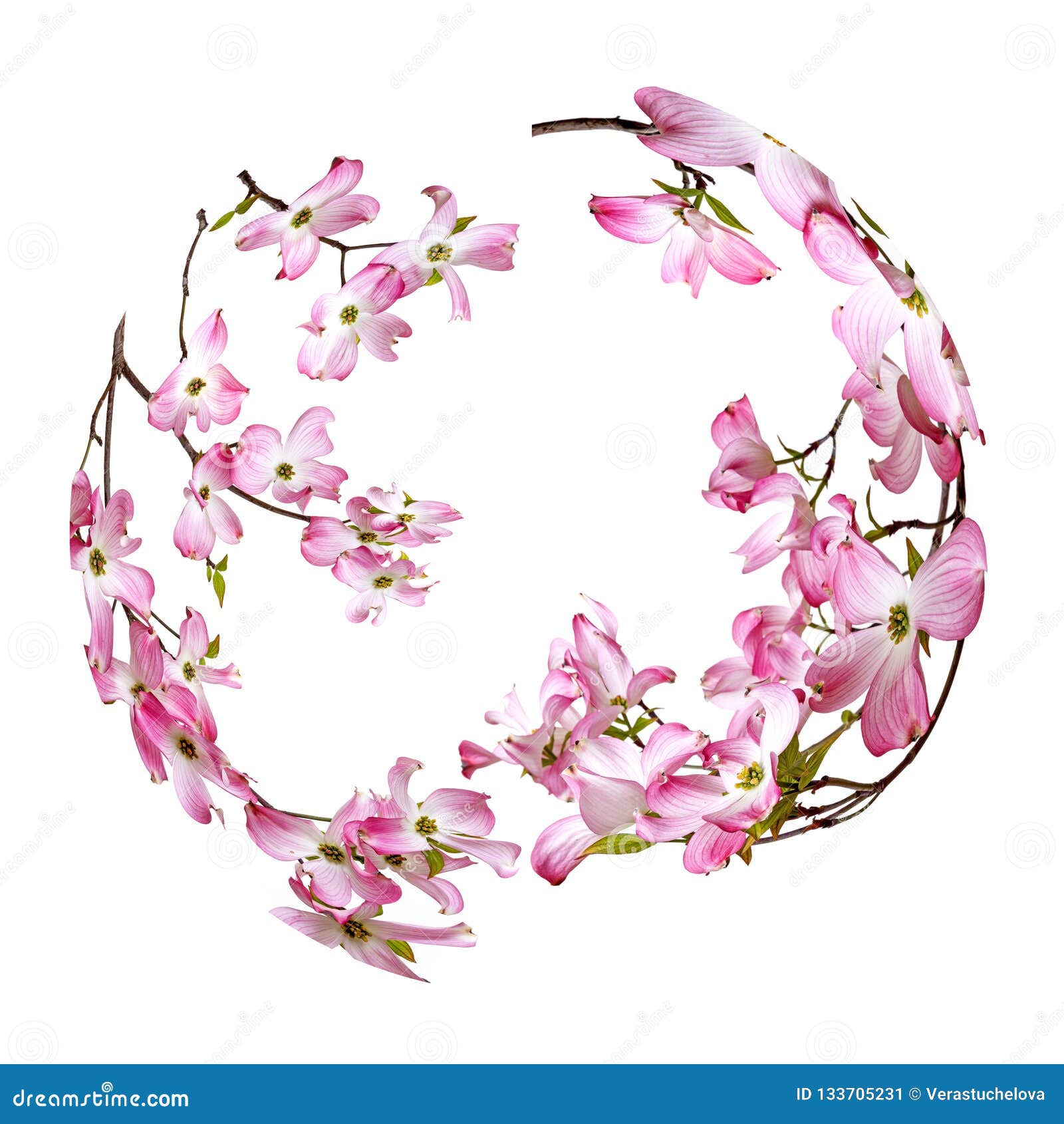 The Circle from Spring Flowering Branch Stock Image - Image of beauty ...