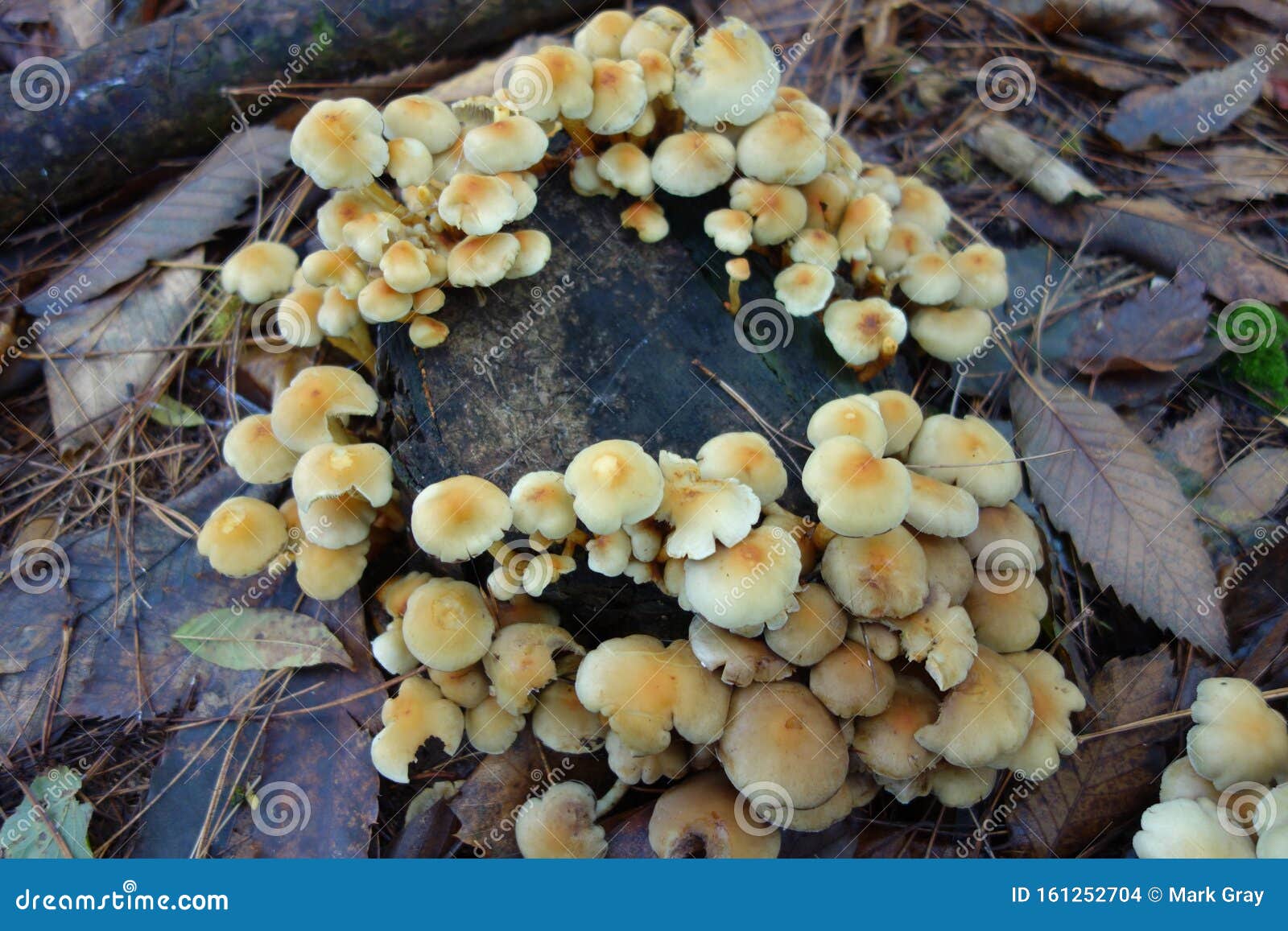A Circle of Toadstools stock photo. Image of toadstools - 161252704