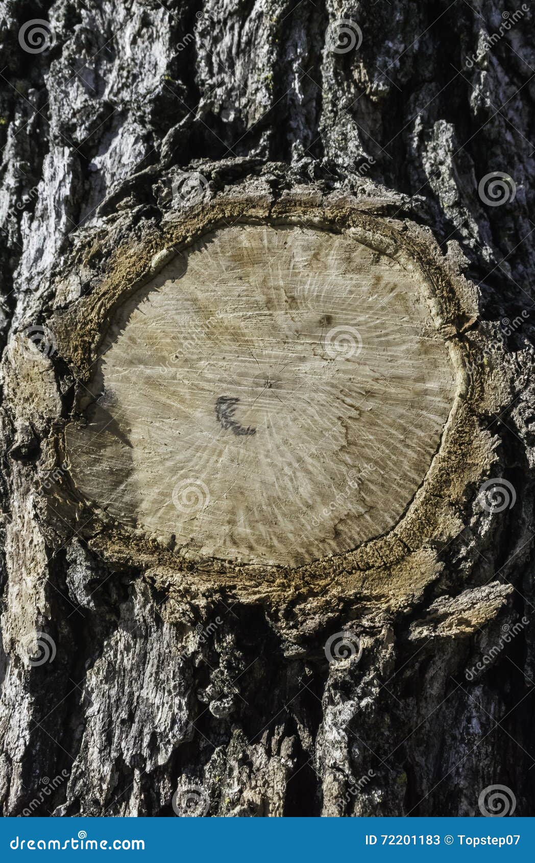 Circle of Tree Bark after Cutting Stock Image - Image of national, bark ...