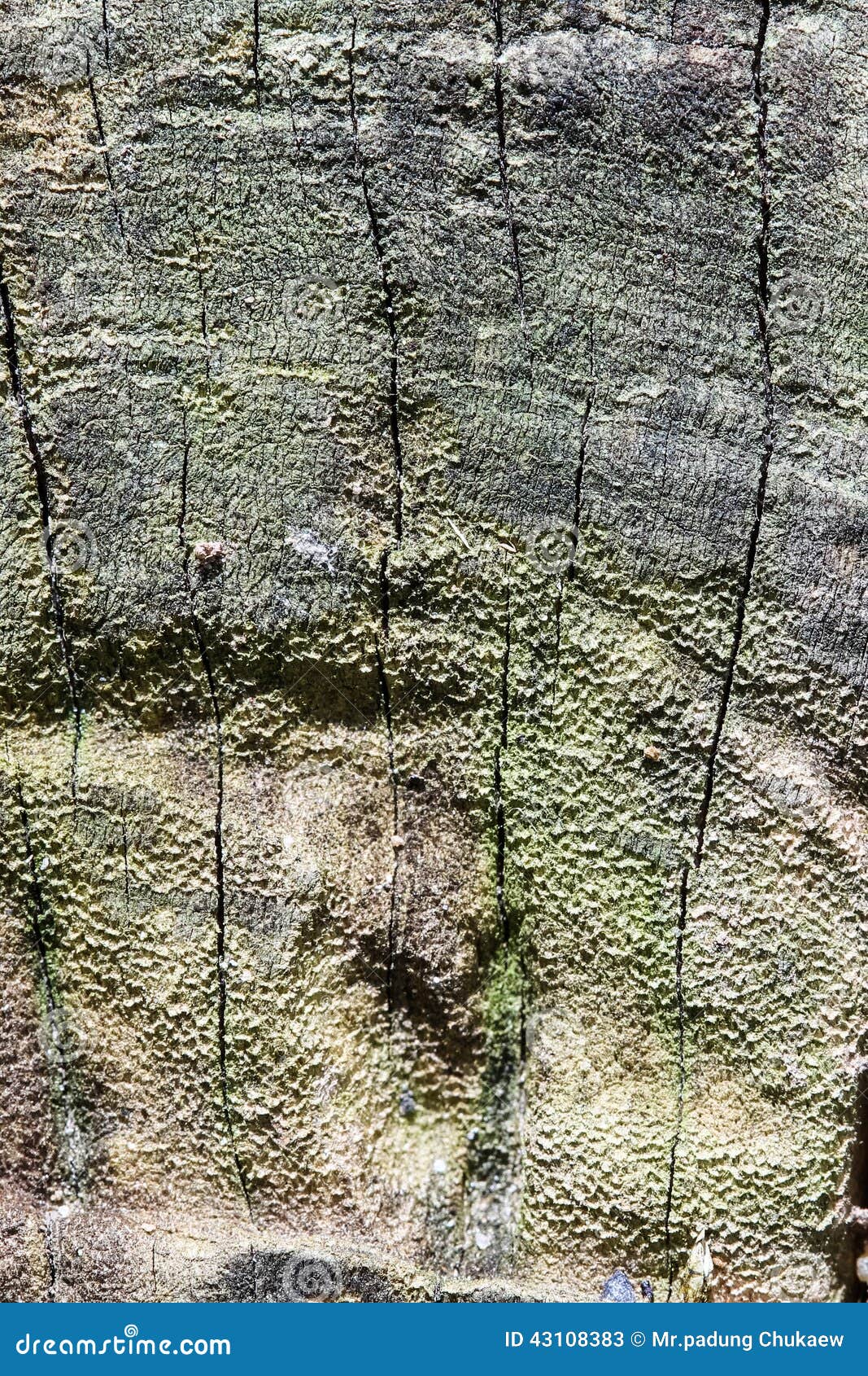 Circle tree texture stock image. Image of lumber, forest - 43108383