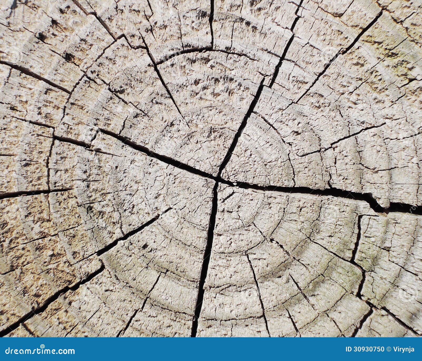 Circle Tree Texture Stock Photo | CartoonDealer.com #32217528