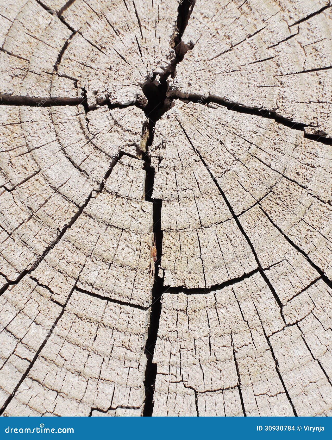 Circle tree texture stock photo. Image of plank, grunge - 30930784