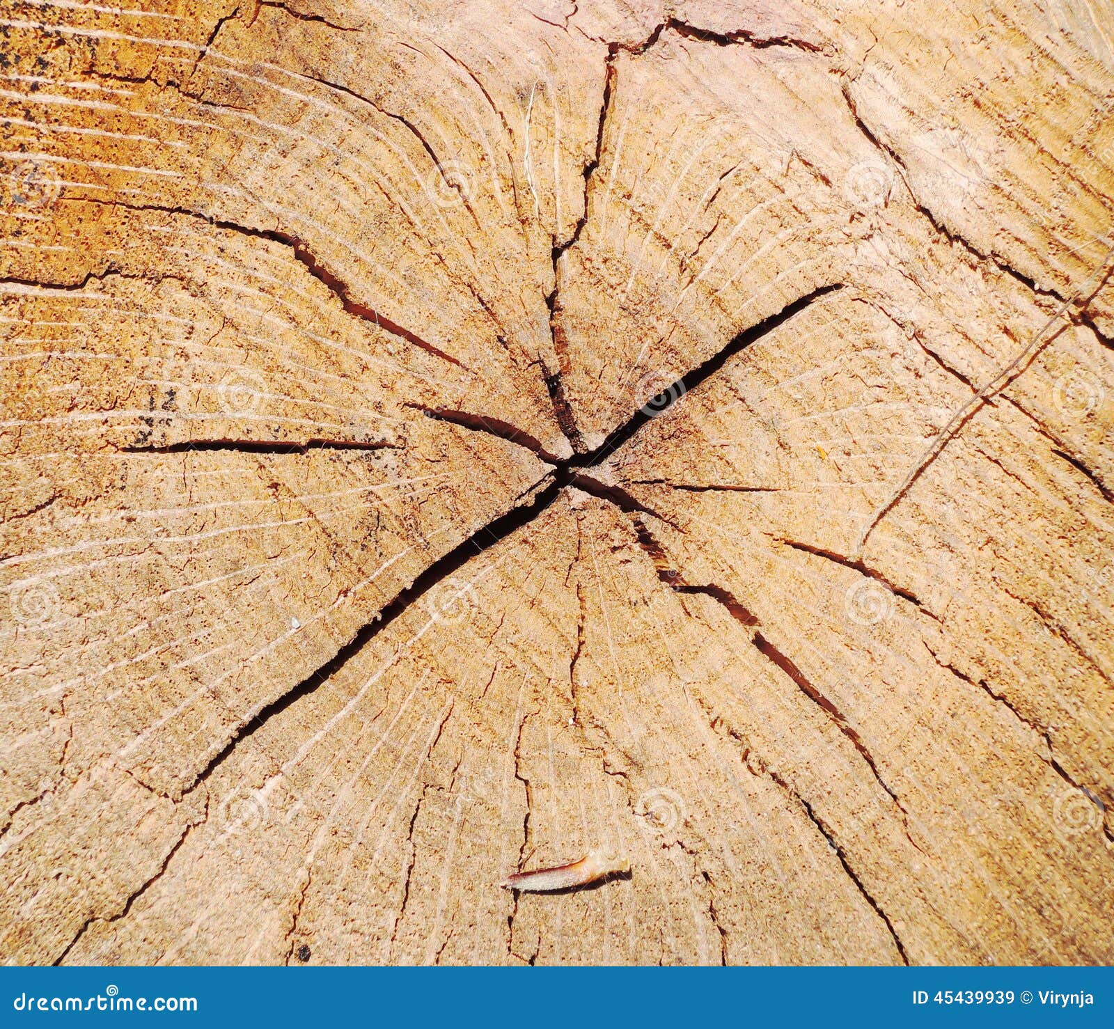 Circle Tree Texture Royalty-Free Stock Photography | CartoonDealer.com ...