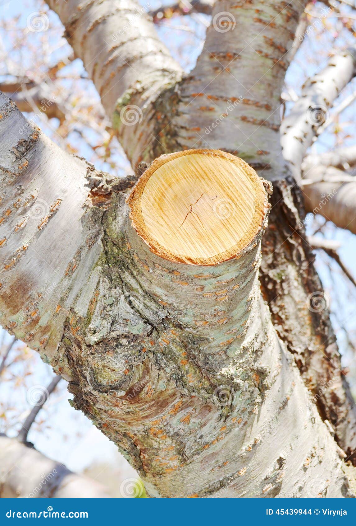 Circle tree texture stock photo. Image of corrosion, pine - 45439944
