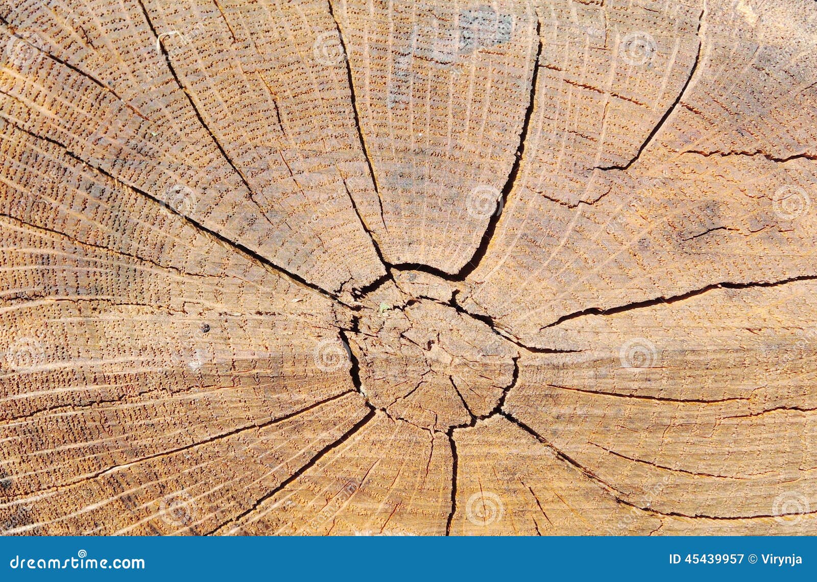 Circle Tree Texture Royalty-Free Stock Photography | CartoonDealer.com ...