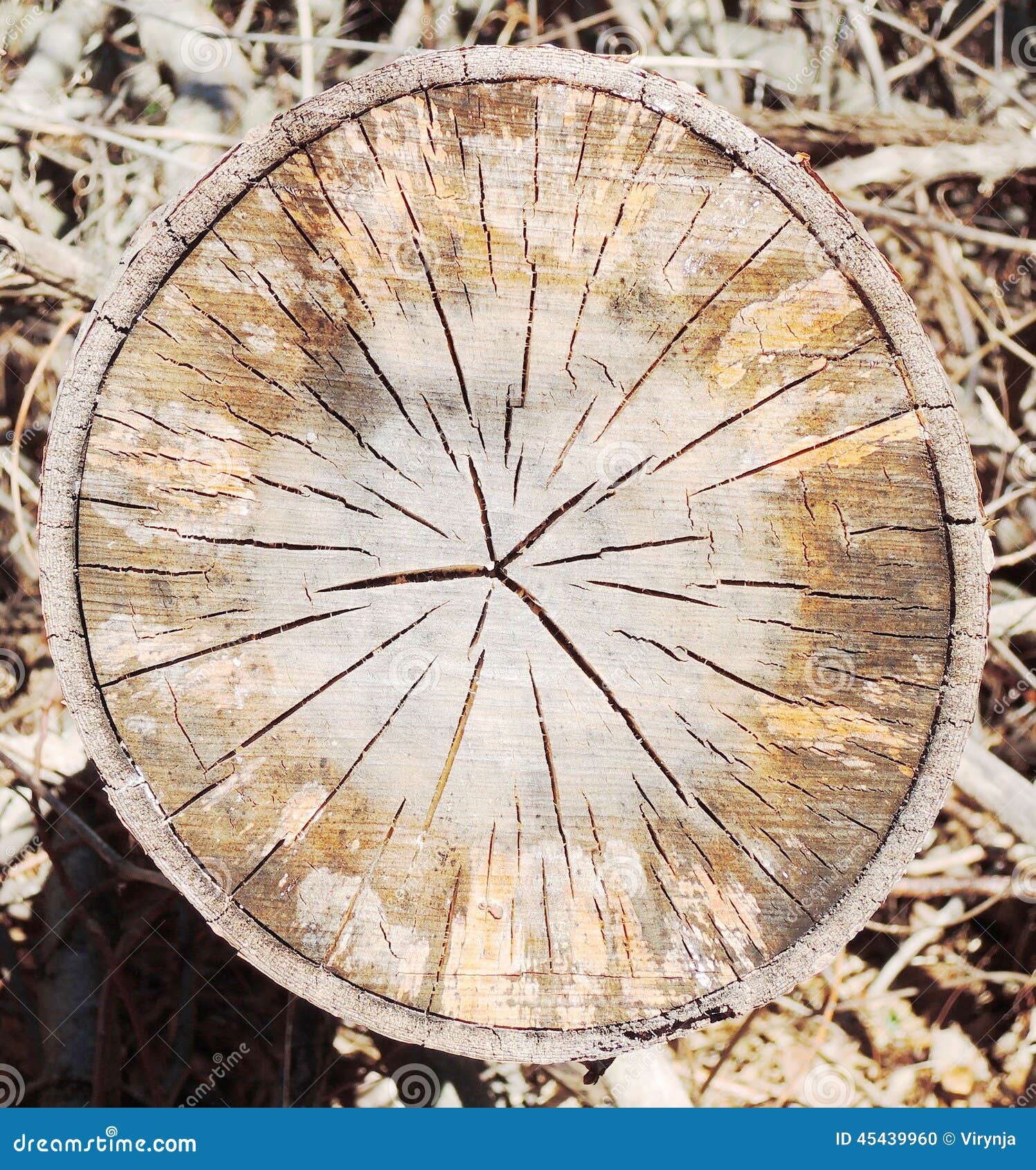 Circle Tree Texture Royalty-Free Stock Photography | CartoonDealer.com ...