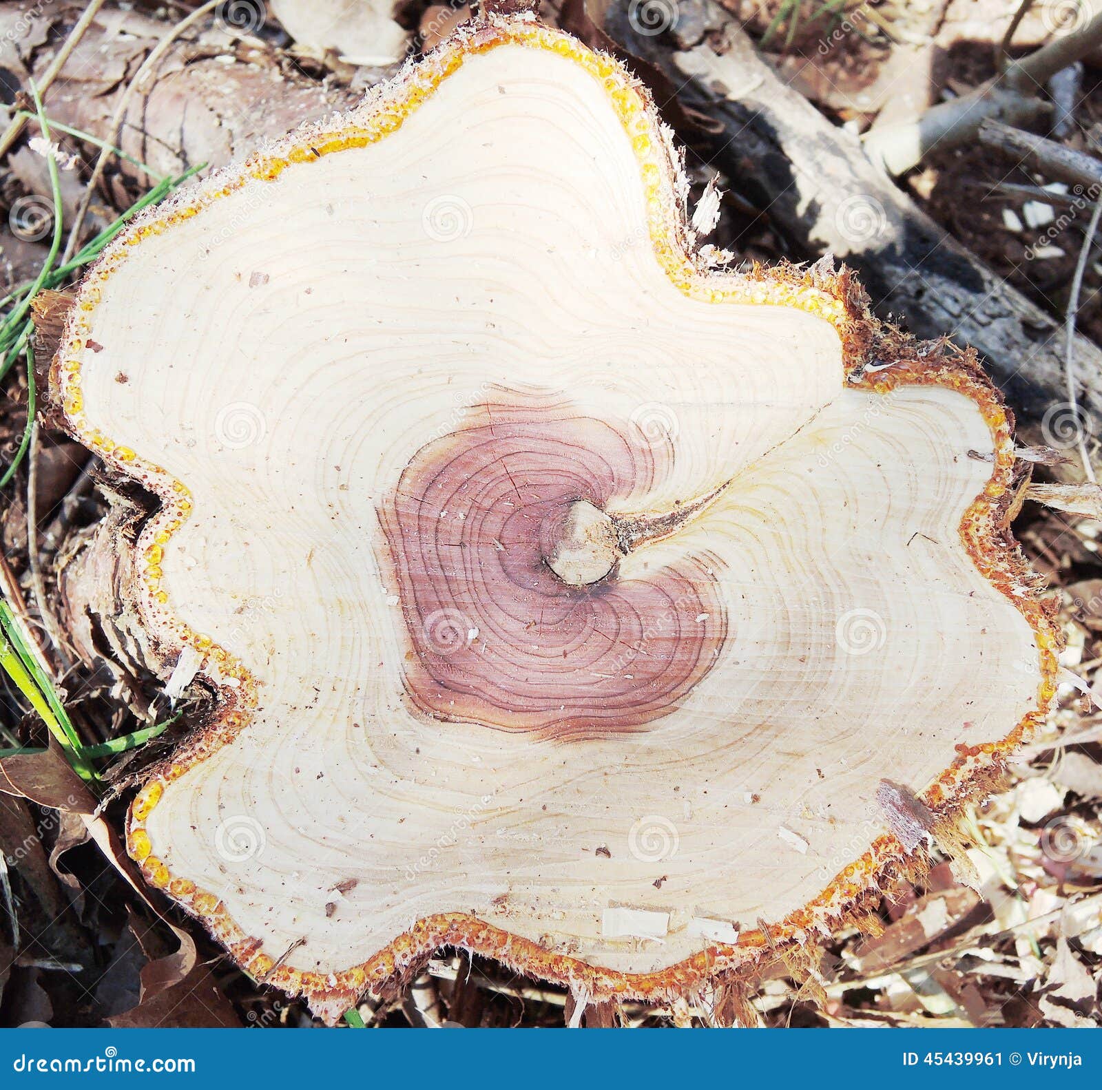 Circle Tree Texture Stock Photography | CartoonDealer.com #45439958