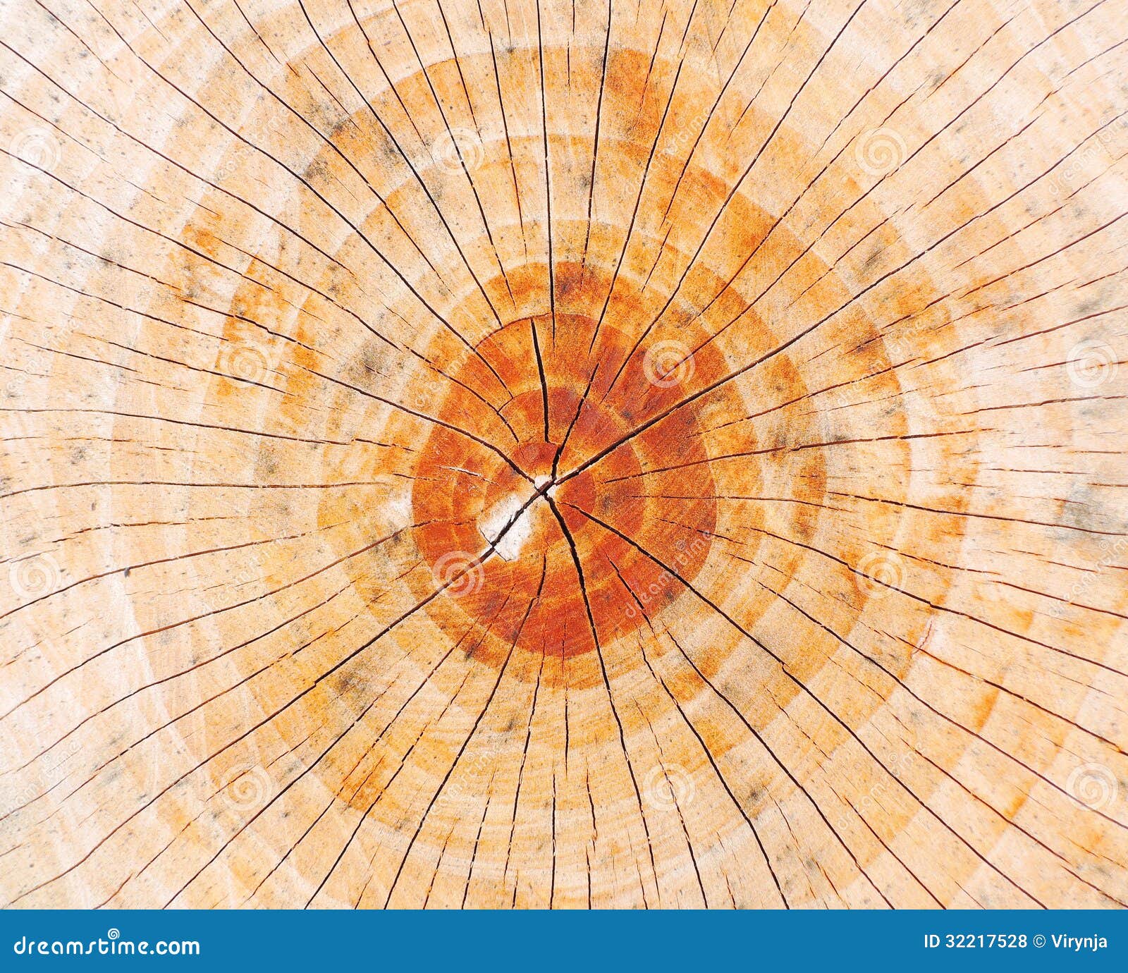 Circle Tree Border Royalty-Free Stock Photography | CartoonDealer.com ...