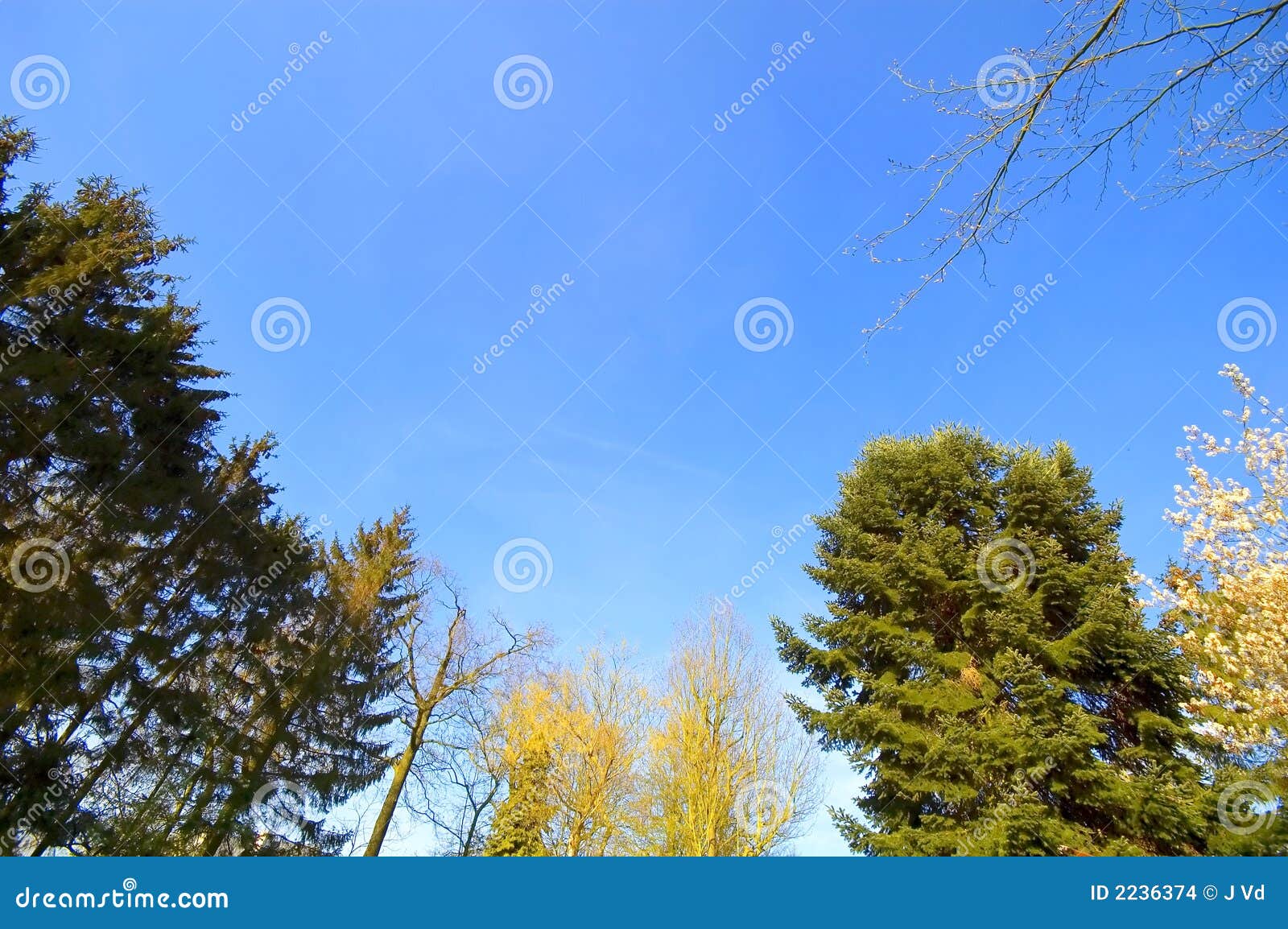 Circle of trees stock photo. Image of leaf, tourism, outdoor - 2236374