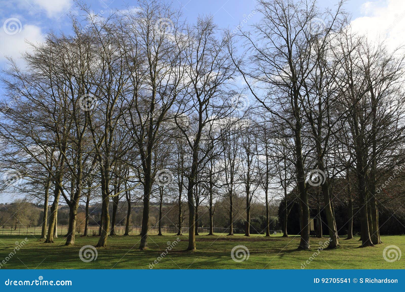 A circle of trees stock image. Image of gardens, formn - 92705541