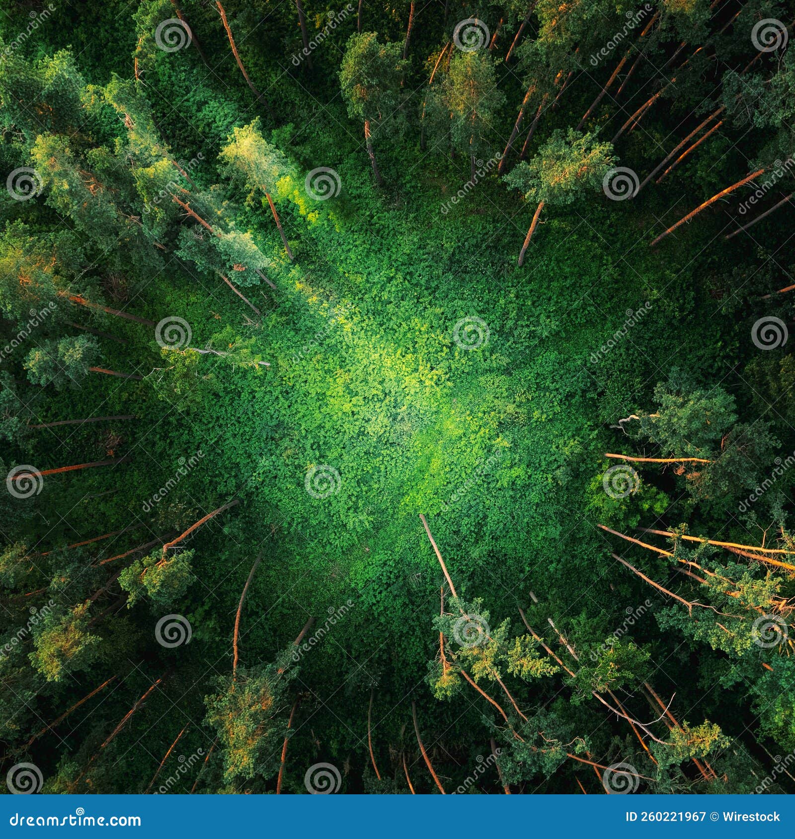 Circle of Trees with Light Shining through To an Empty Clearing Stock ...