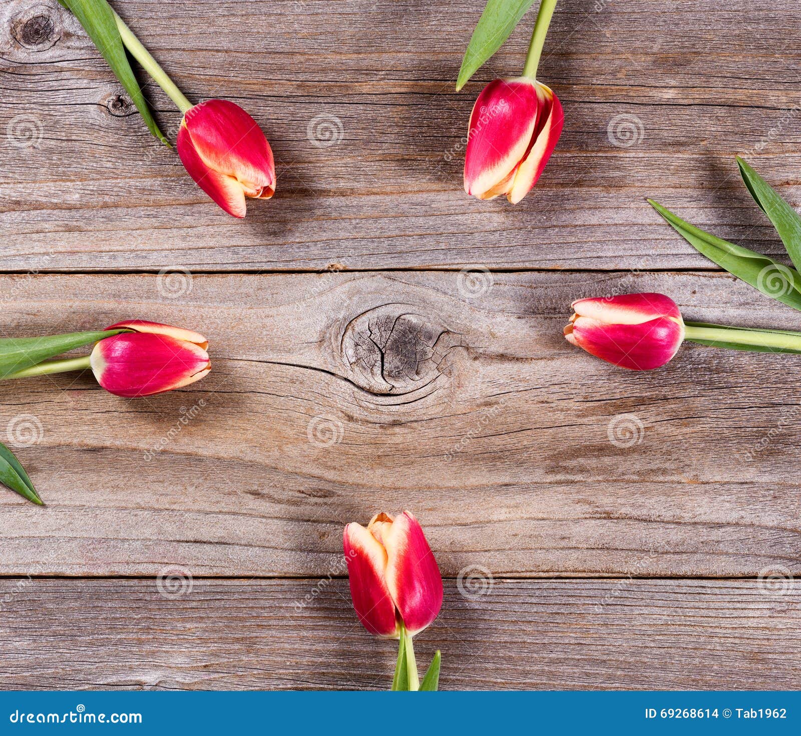 Circle of Tulips on Stressed Wood Stock Photo - Image of celebrate ...