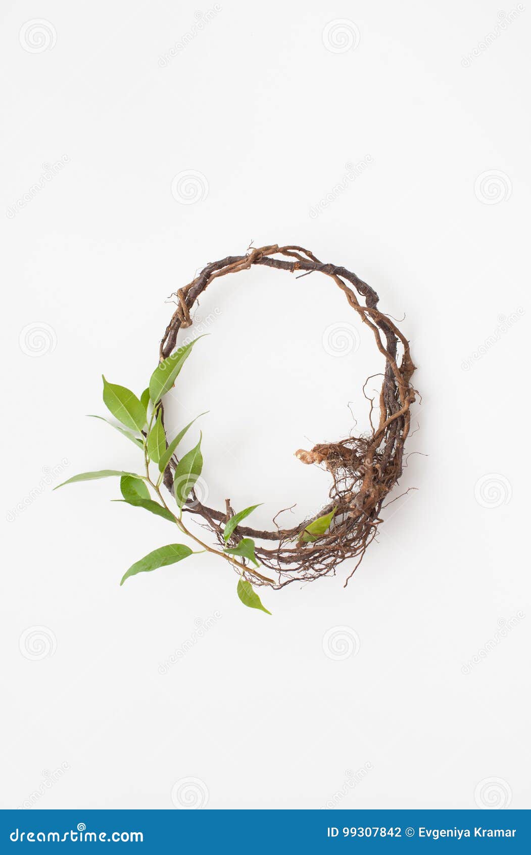 Branch with Leaves and Roots in the Form of Circle on White. Stock ...