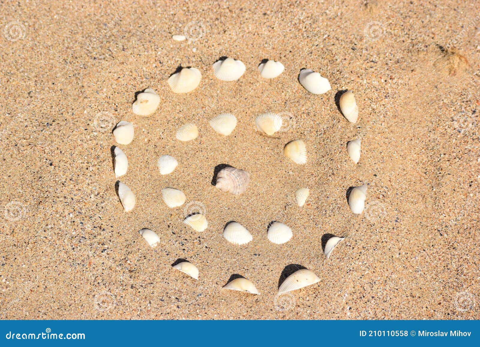 Shells stock photo. Image of sand, brown, beach, shell - 210110558