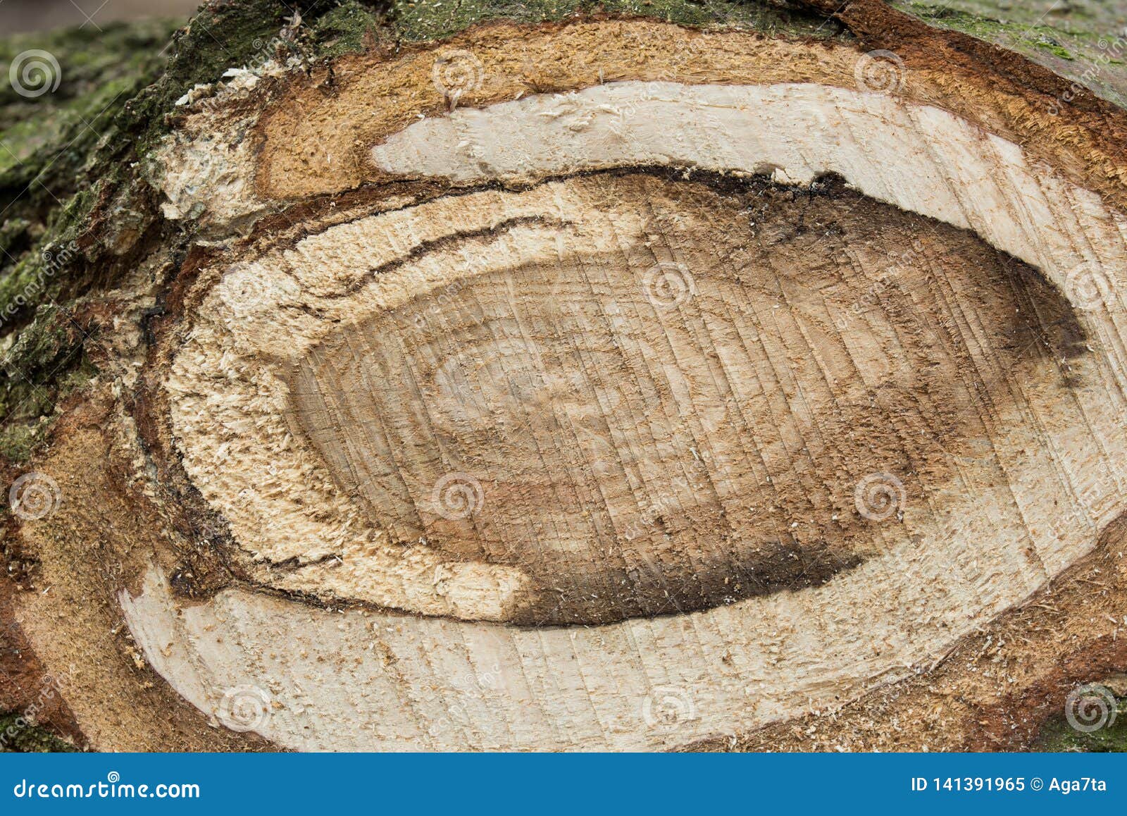 Circle Wood Texture - Tree Stump Stock Image - Image of botany, natural ...