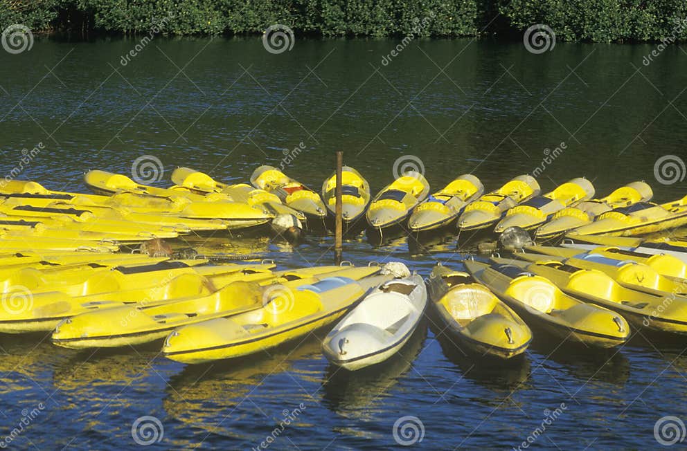 Circle of yellow Kayaks editorial photography. Image of oars - 26902442