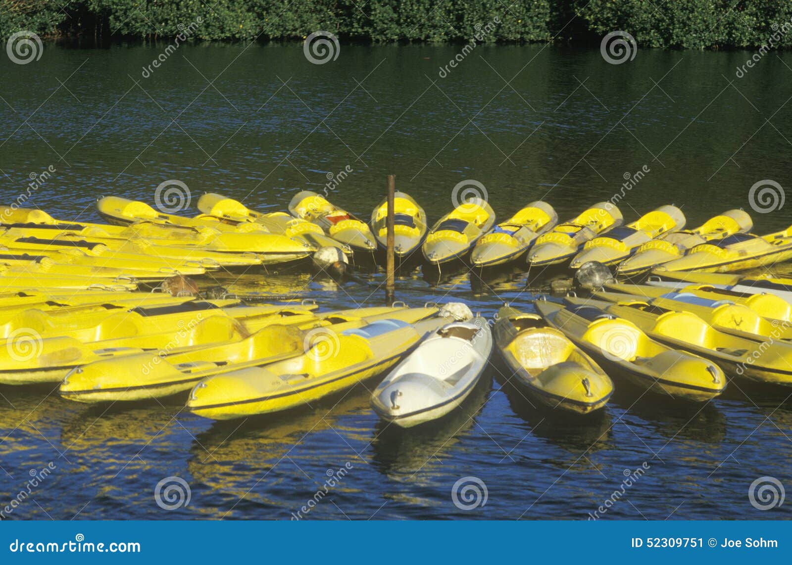 Circle of Yellow Kayaks in Water, HI Editorial Photo - Image of ...