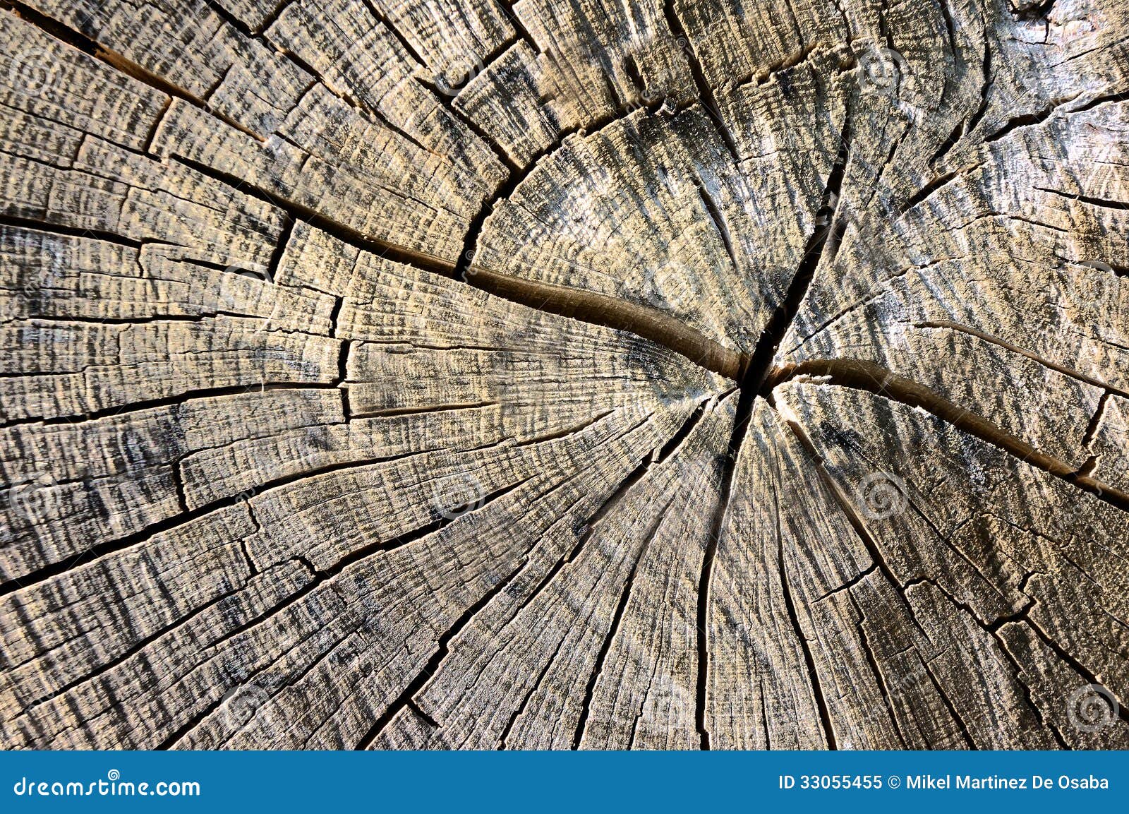 Circles on bark of a tree stock image. Image of plank - 33055455