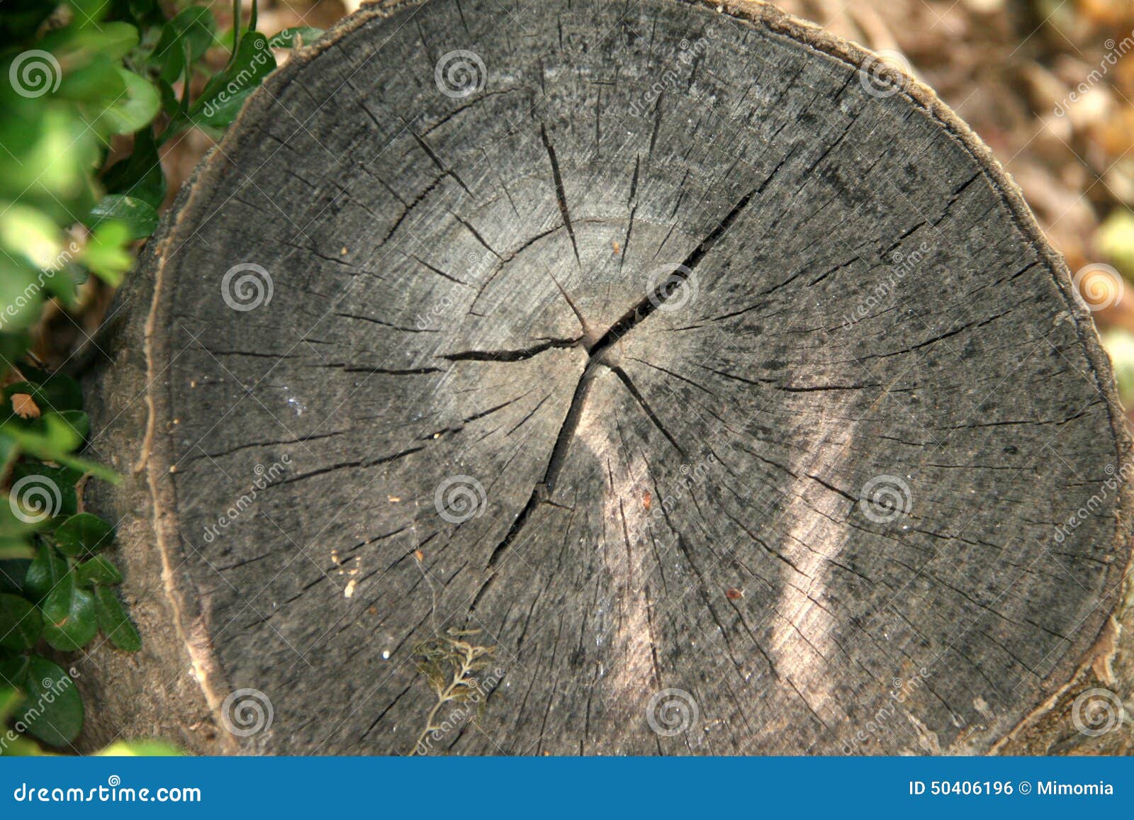Circles of life stock photo. Image of brown, light, life - 50406196