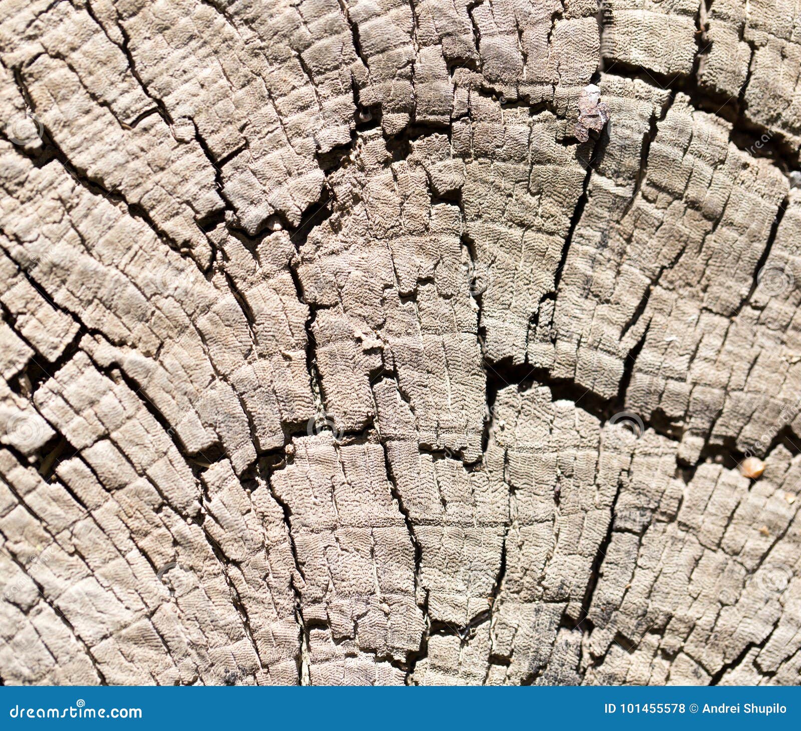 Circles on a tree stump stock photo. Image of years - 101455578