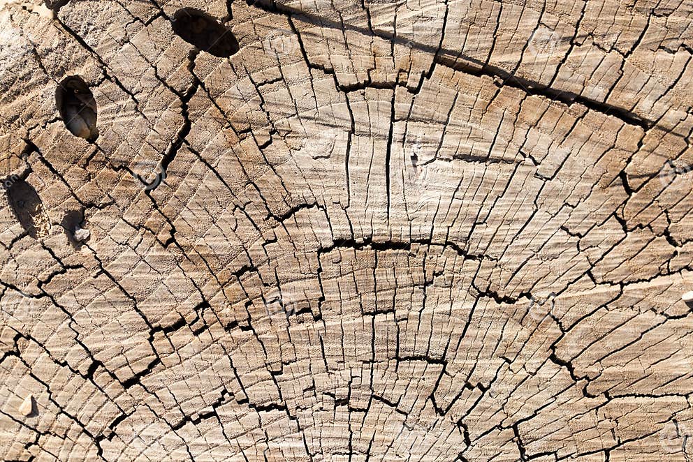 Circles on a tree stump stock photo. Image of circle - 101376924